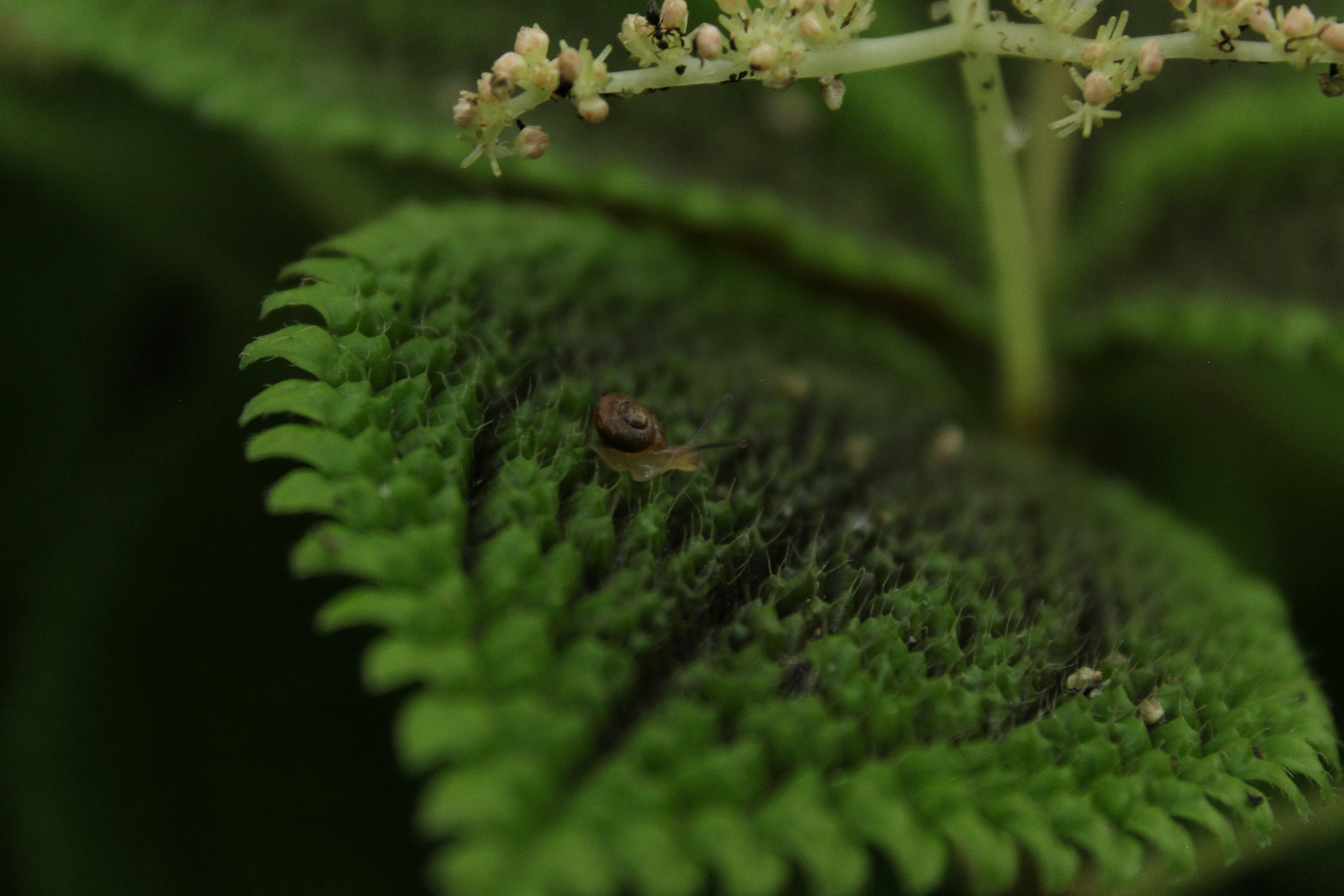 Velvet Fern Ridge: A Tiny Snail Beneath a Cream Floral Arc