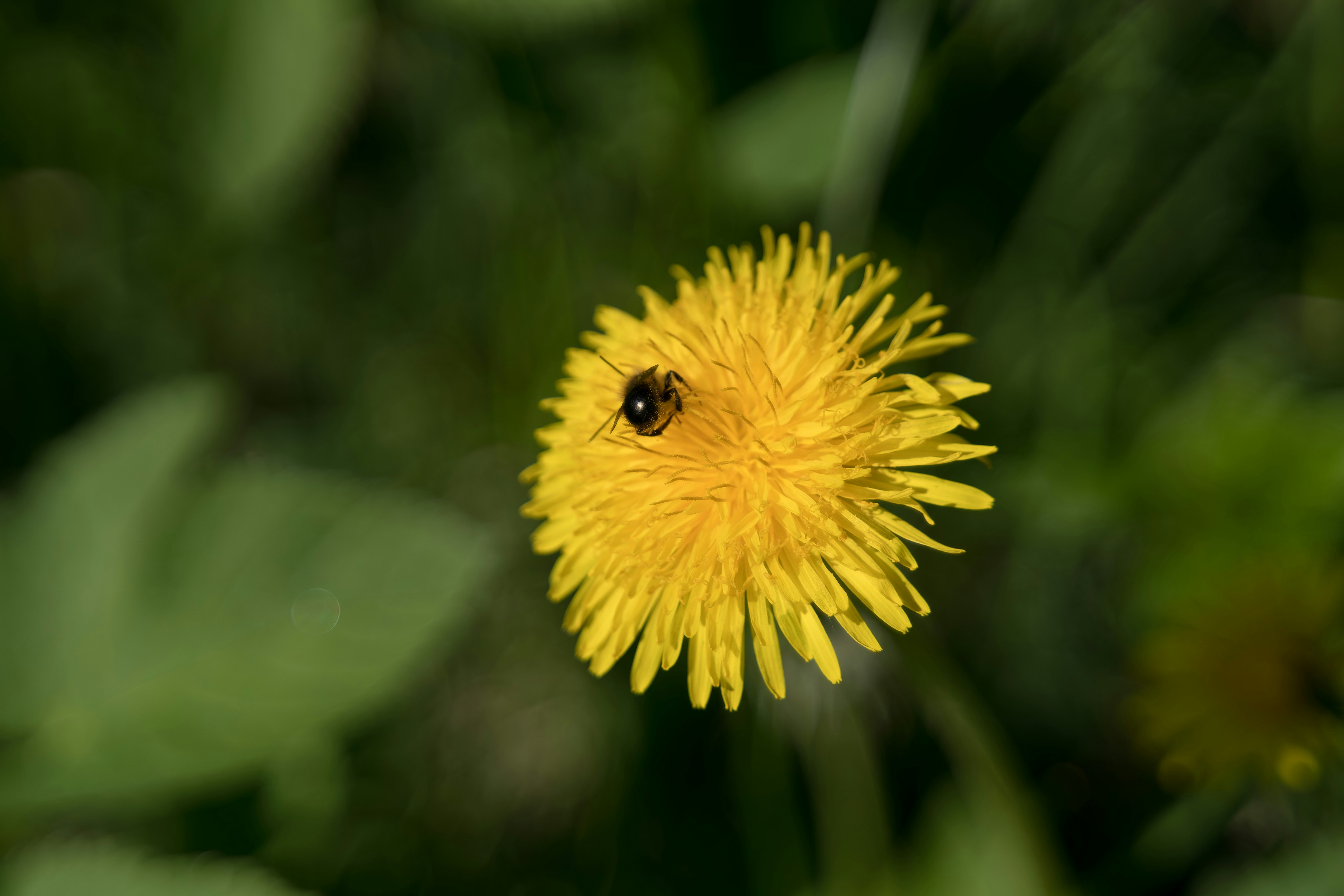 Bee on a Sunburst Dandelion: A Micro Moment of Focus