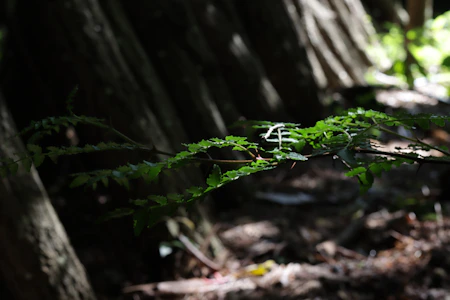 Green Thread in the Forest: A Quiet Beam of Light on Fragile Foliage