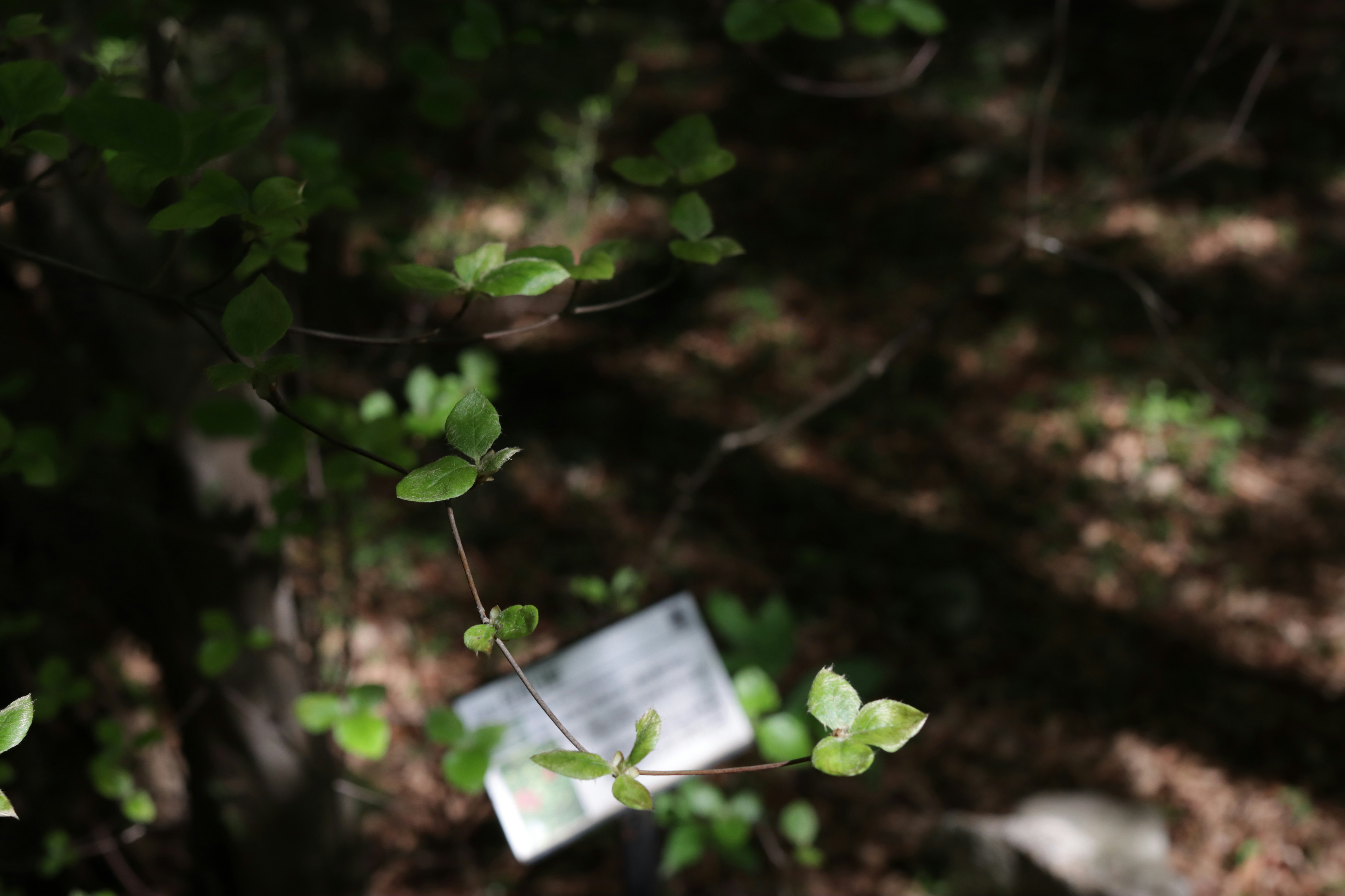 Emerald Sprig in Dappled Shade: a Quiet Forest Close-up