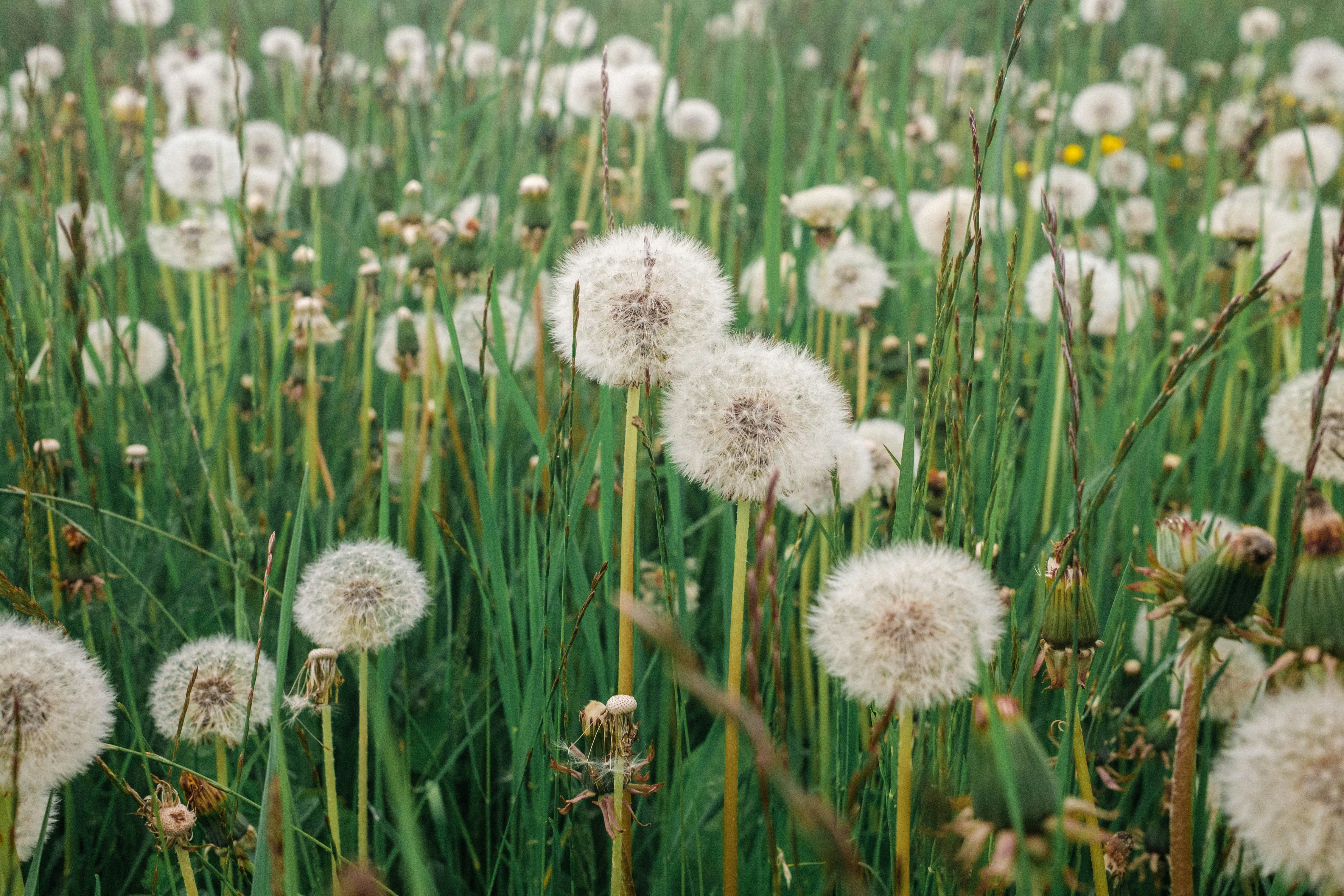 A field full of white dandelions in the grass photo – Free South tyrol ...