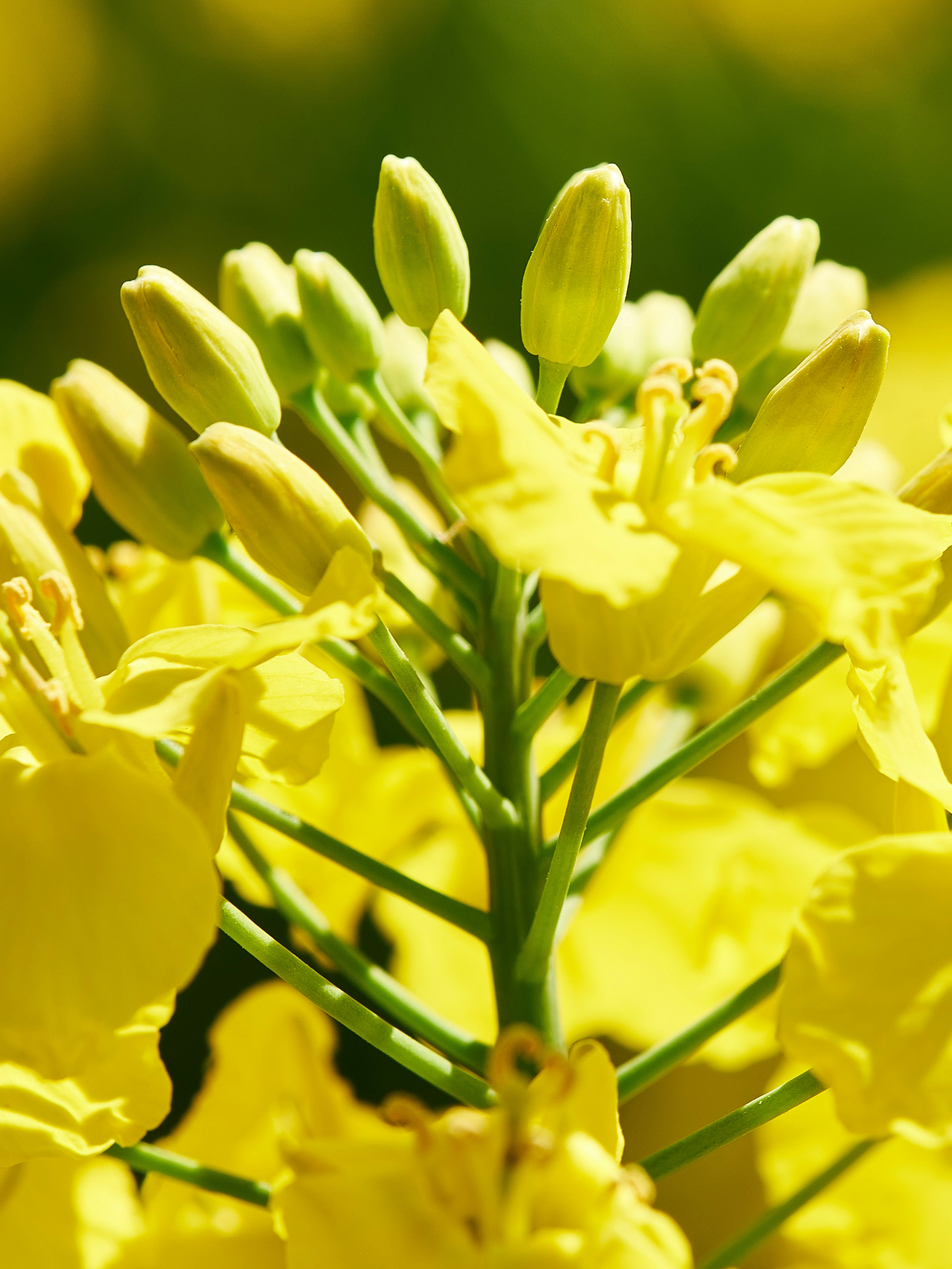 A bunch of yellow flowers that are blooming photo – Free Nature Image ...