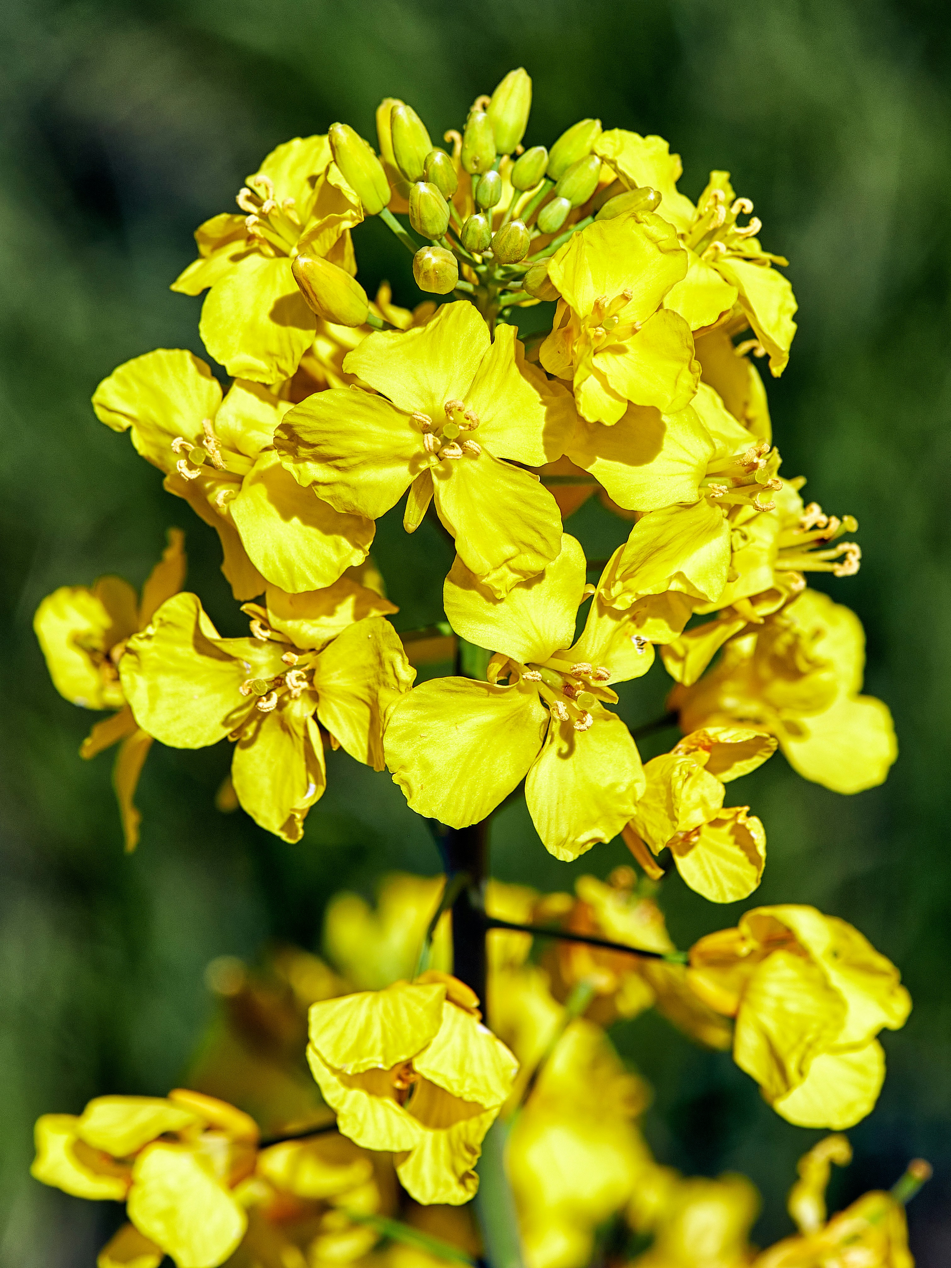 Canary Flower Cascade: a Sunlit Spike Against Emerald Blur
