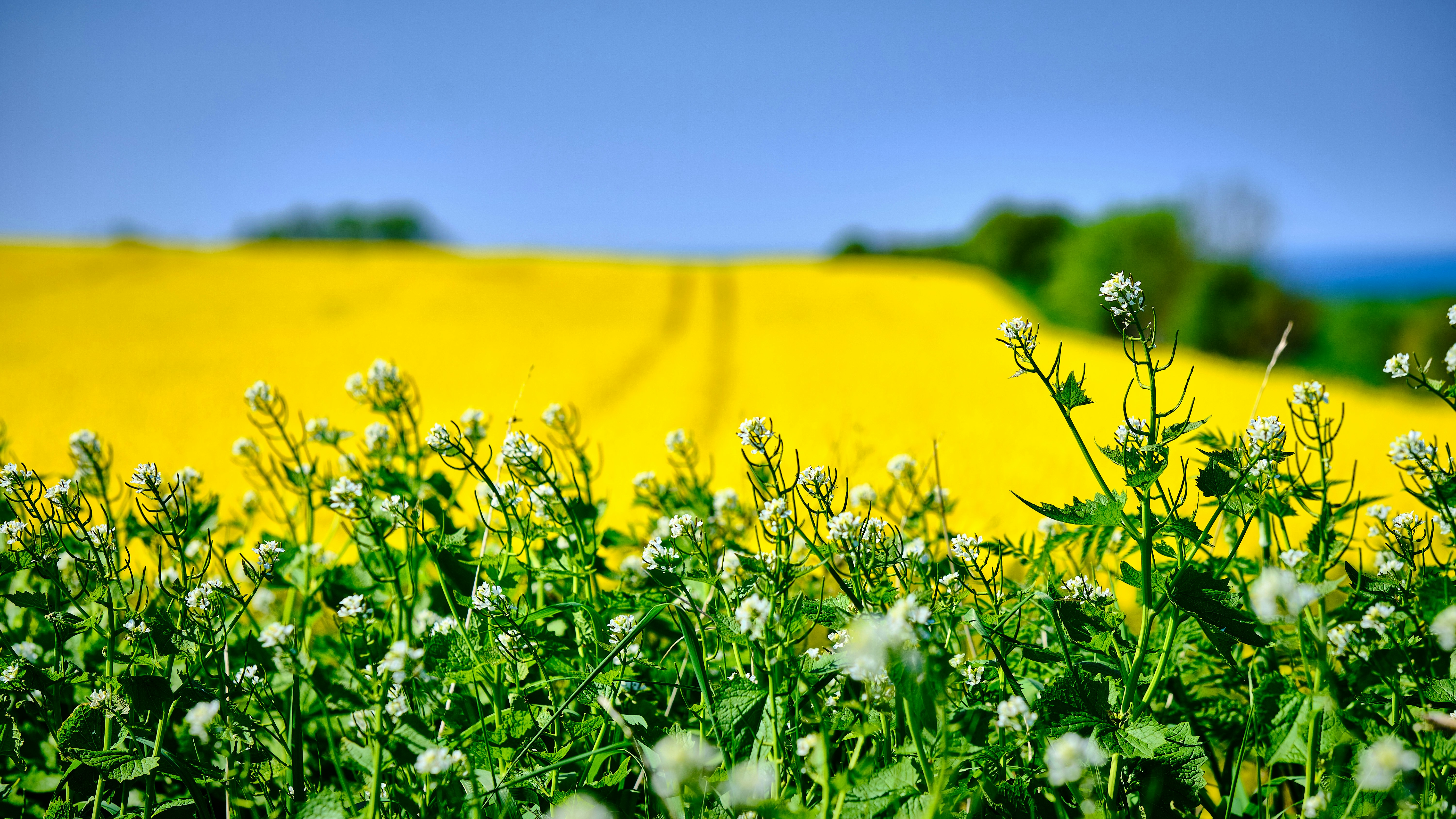 Emerald Foliage at the Edge of a Canola Ocean Under a Sapphire Sky