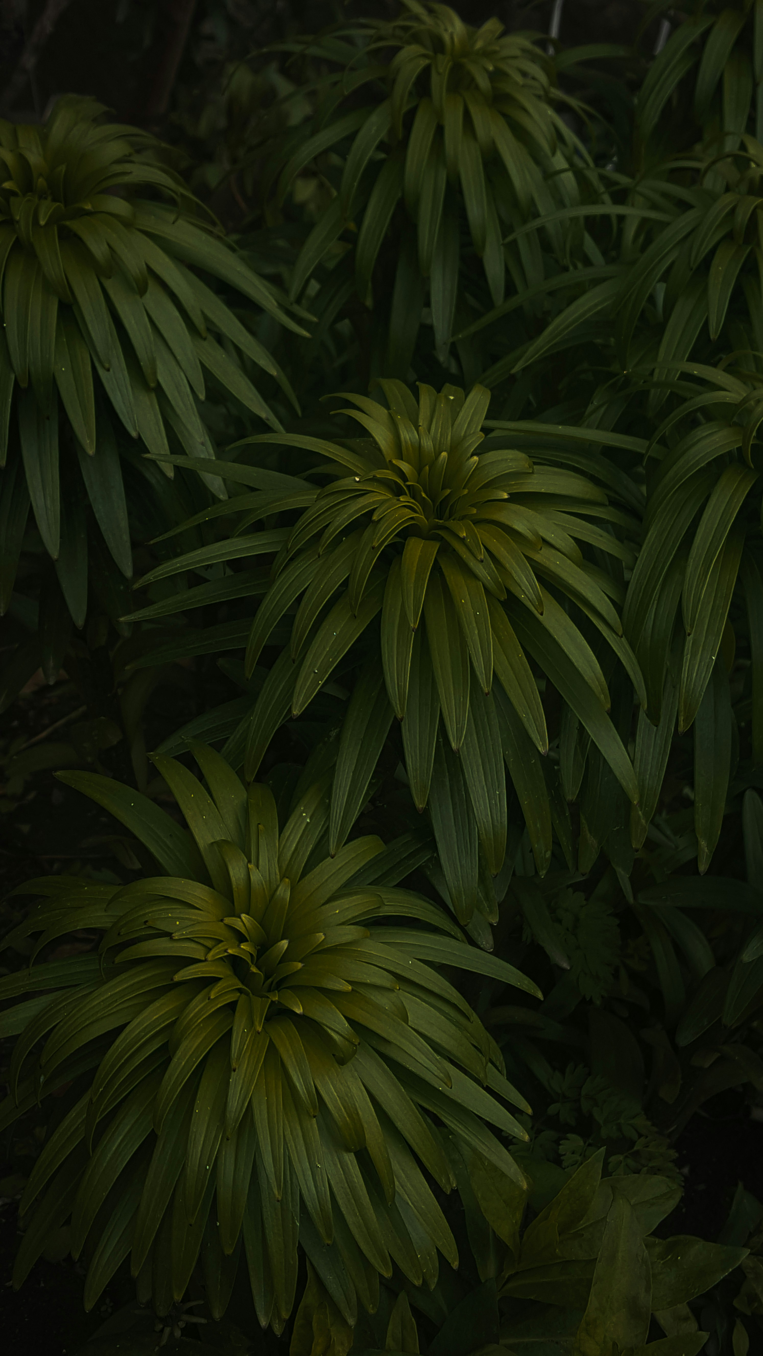 Whorl of Night-Green Leaves: A Quiet Portrait of Tropical Foliage