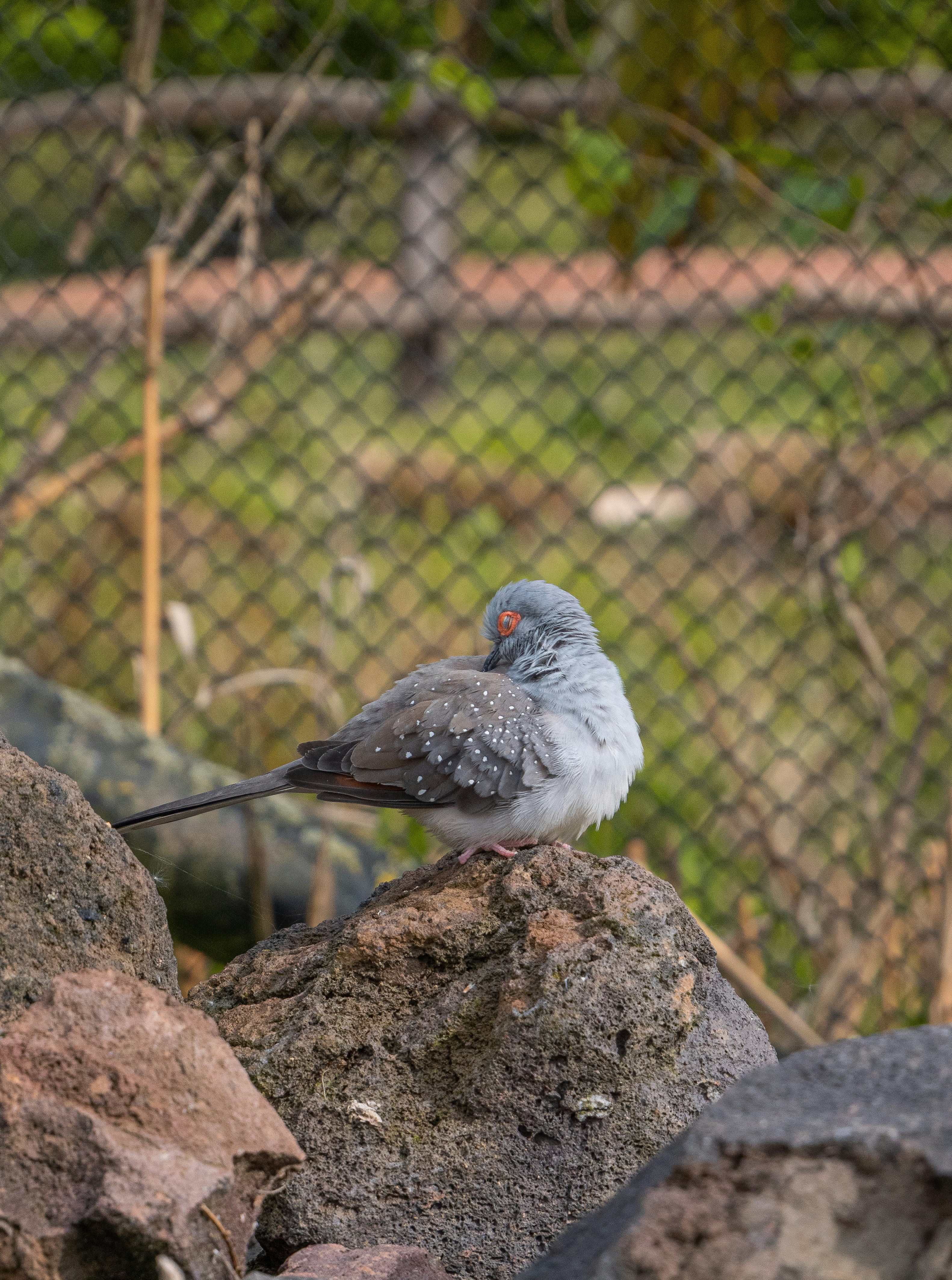 Perched on a Weathered Rock Before a Chain-Link Backdrop
