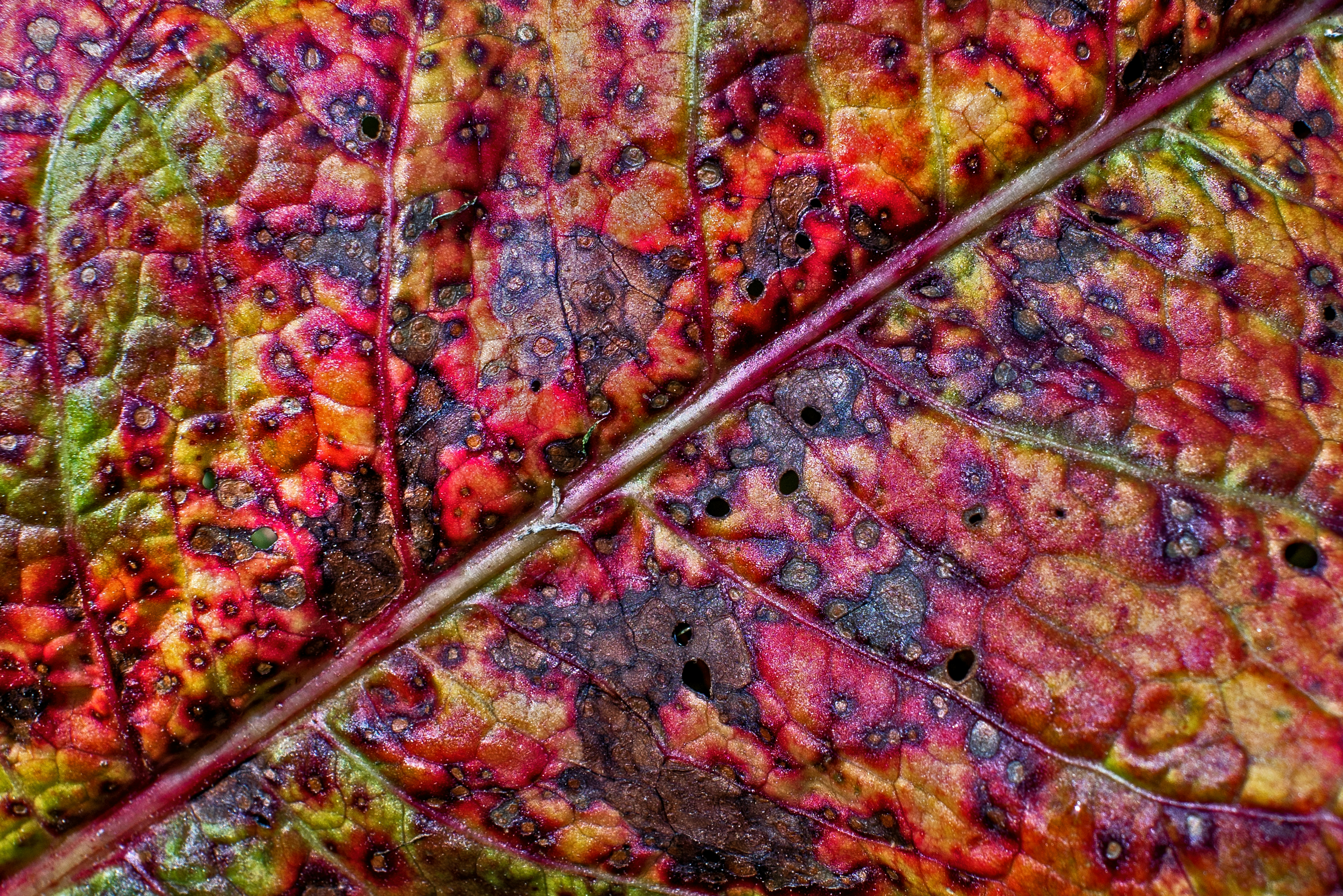 colors of nature