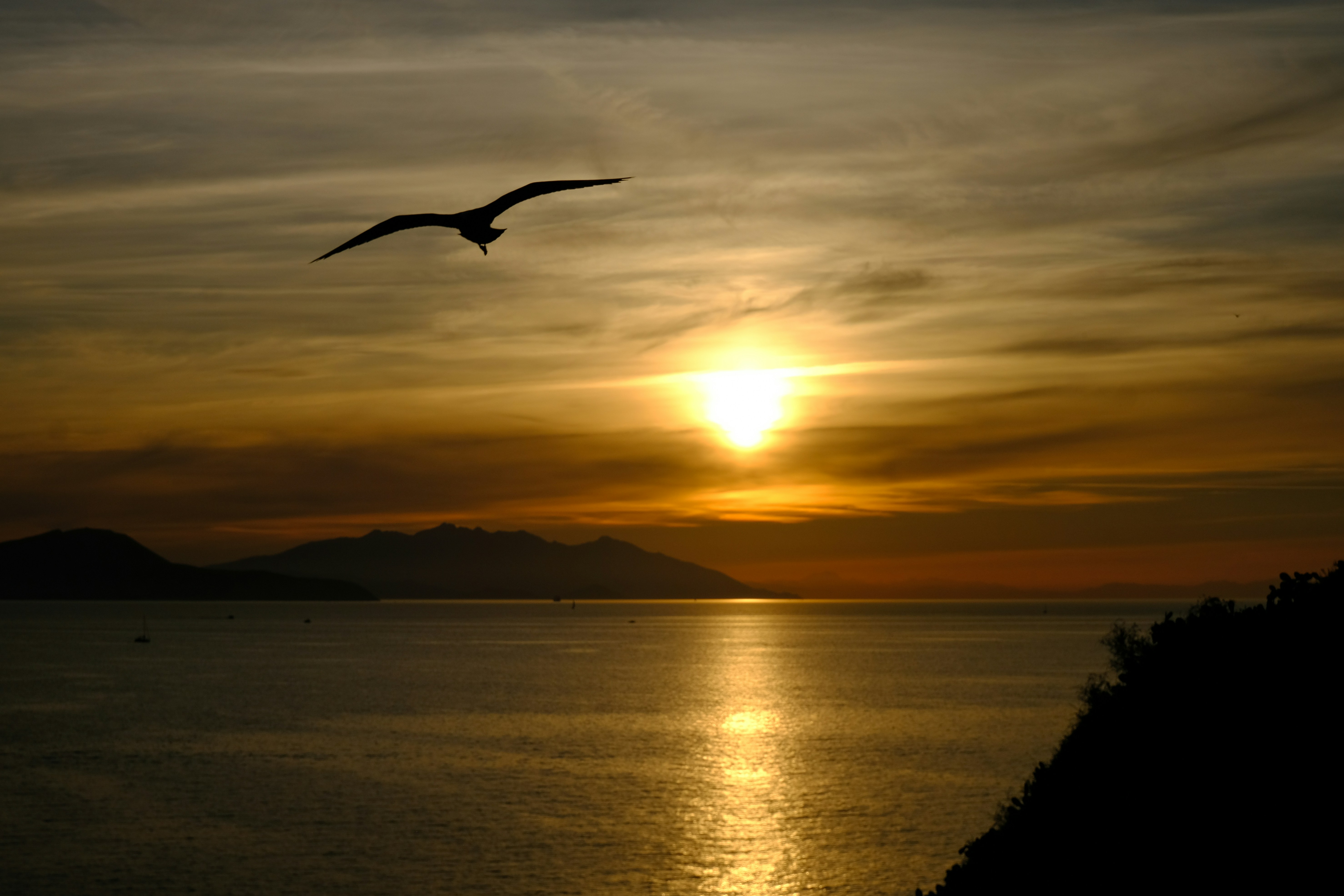 Silhouette of a bird soaring across a sunset-lit sky over a calm sea.