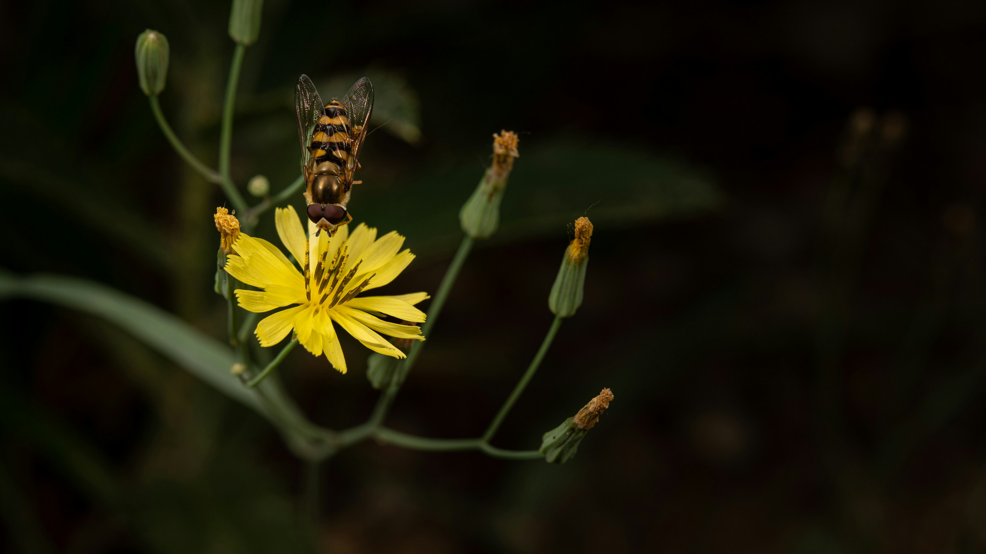 Honeybee on a Golden Wildflower Amid Velvet Darkness