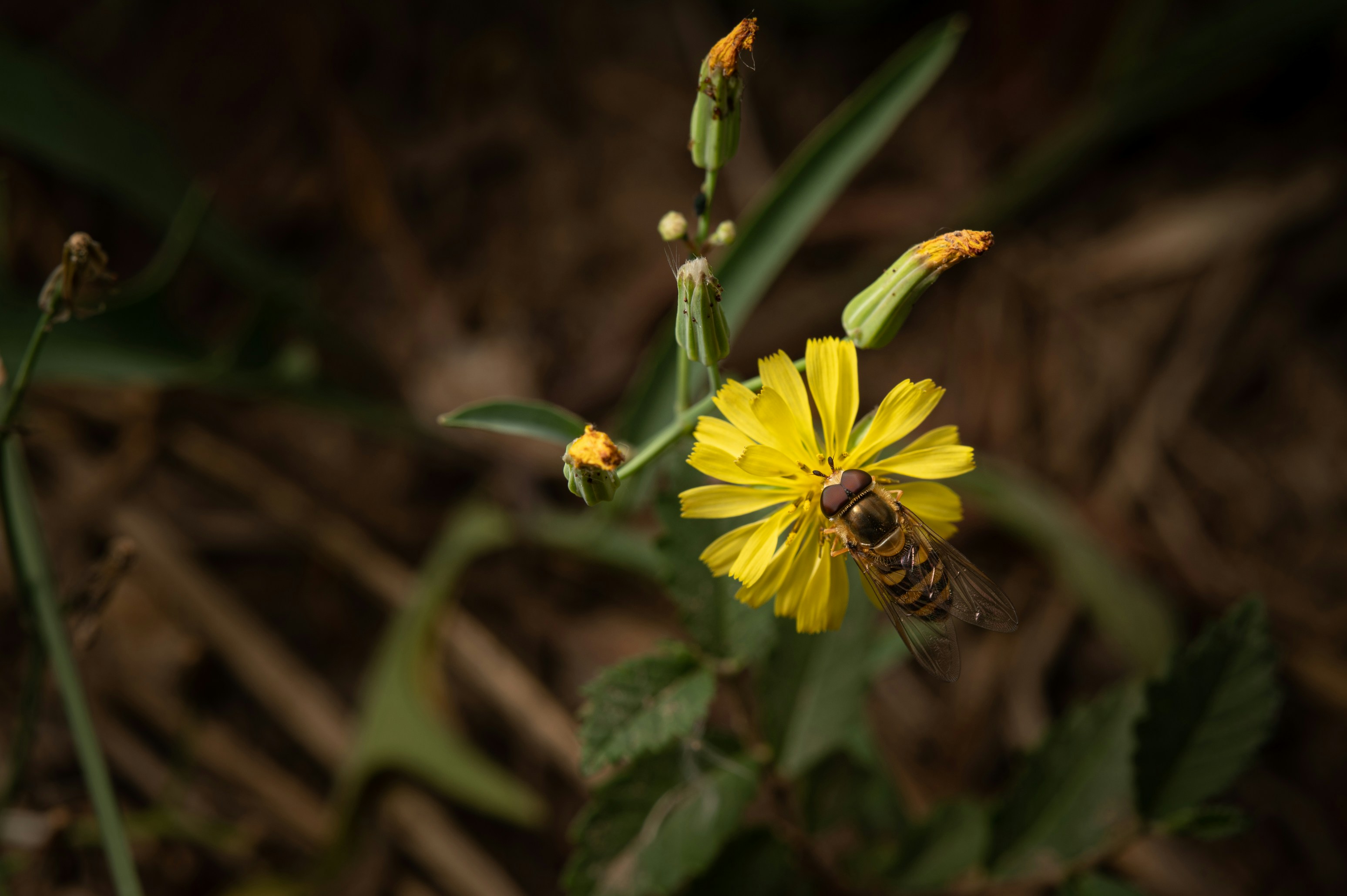Hoverfly on a sunlit yellow bloom in a shadowed meadow
