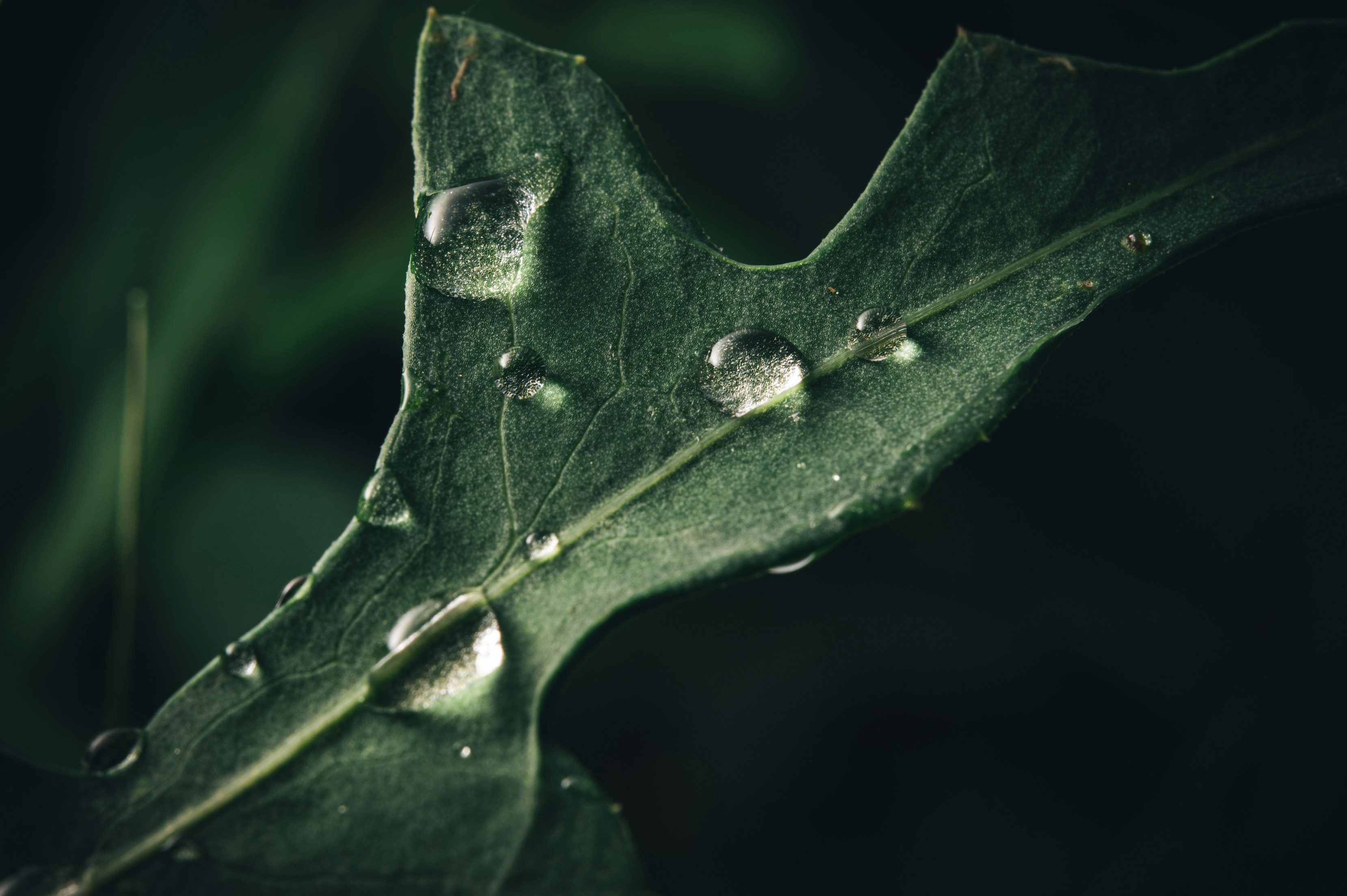 Emerald Dew Drops Tracing a Leaf's Vein in Quiet Light