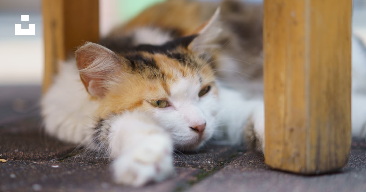 바닥에 나무 탁자 아래에 누워 있는 고양이 사진 Unsplash의 무료 고양이 이미지