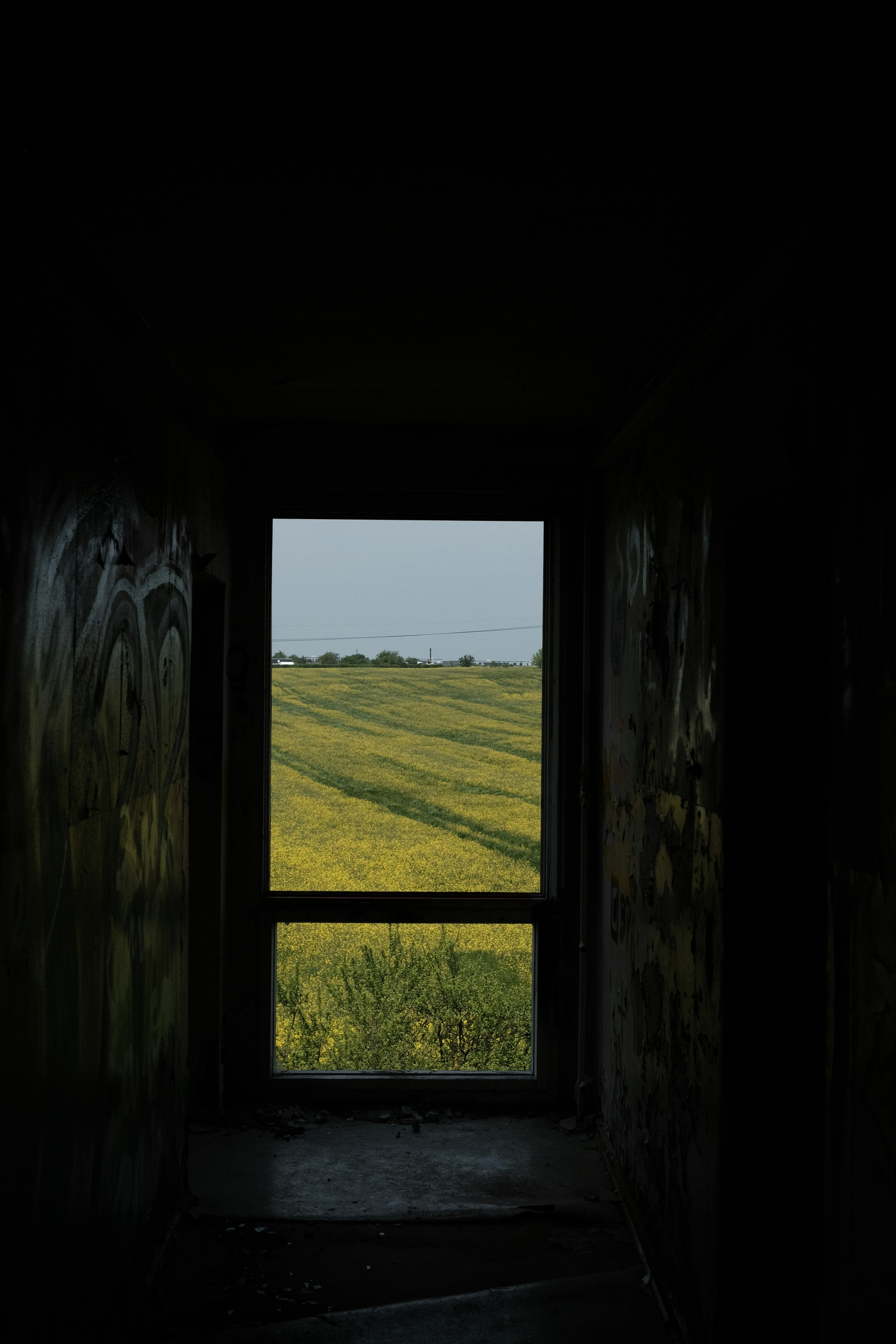 Threshold to Canola: Sunlit Field Beyond a Dark Corridor