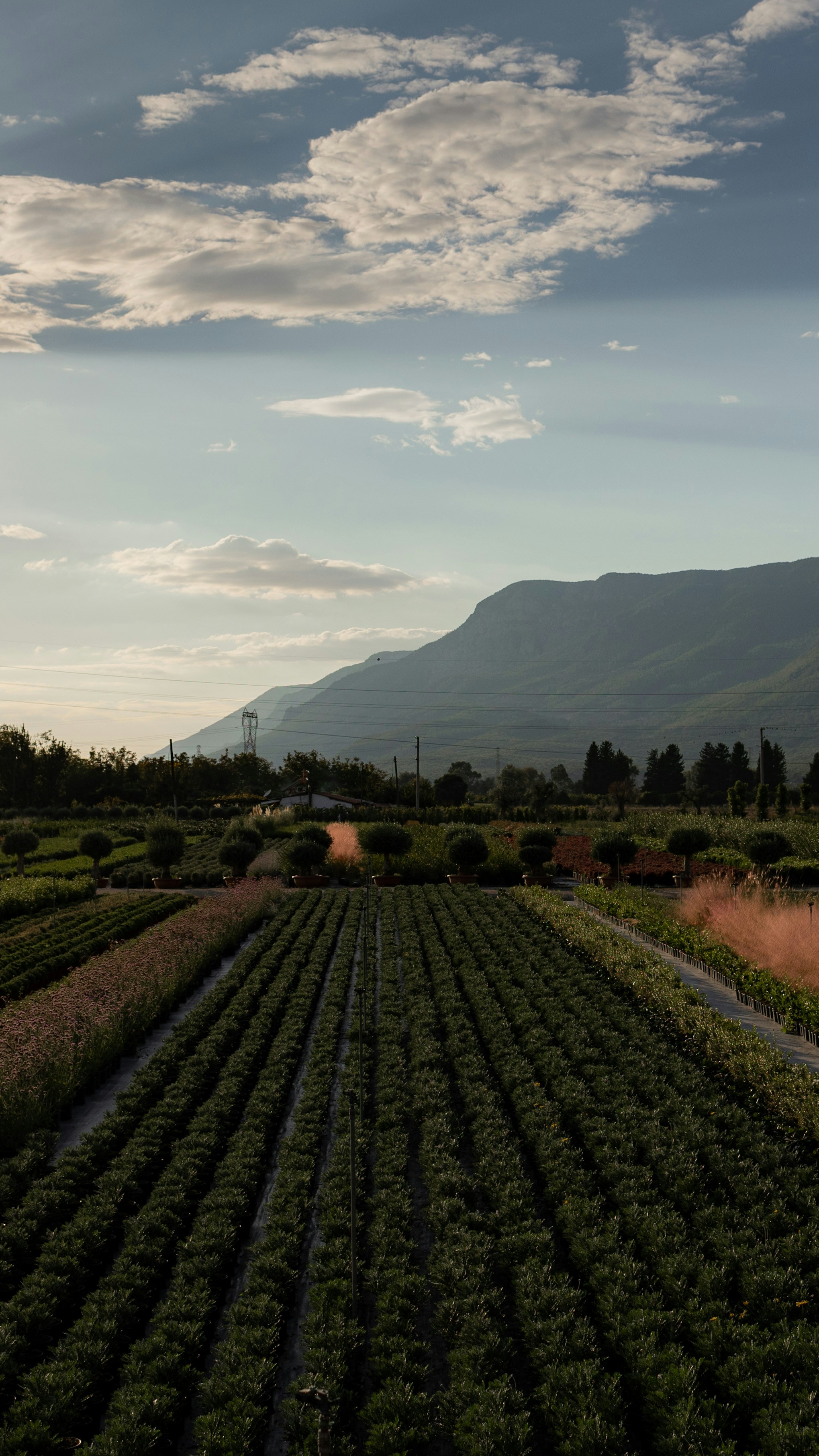 Verdant Serenity: A Tapestry of Nature
