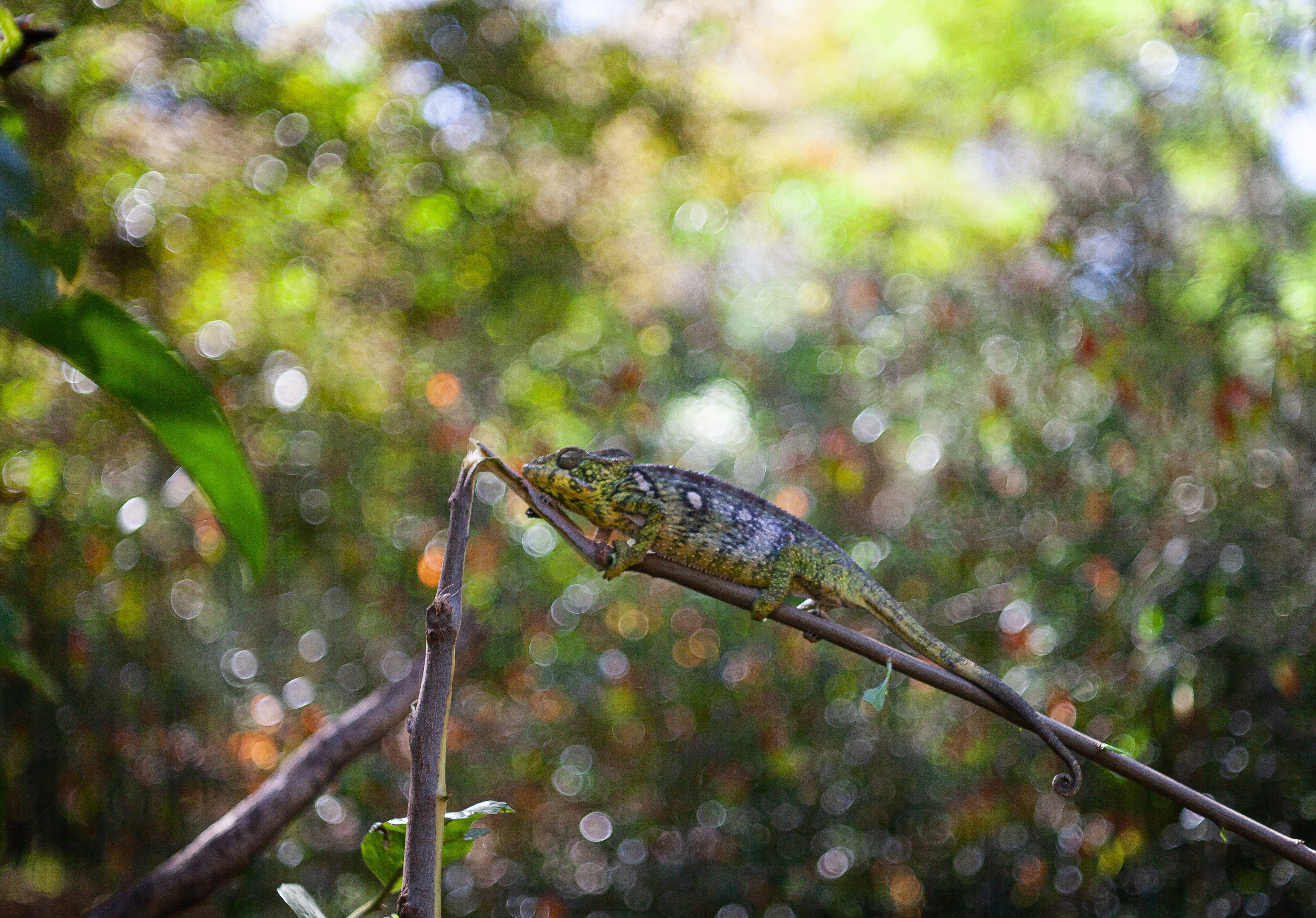 Dappled Dawn: Lizard on a Slender Twig