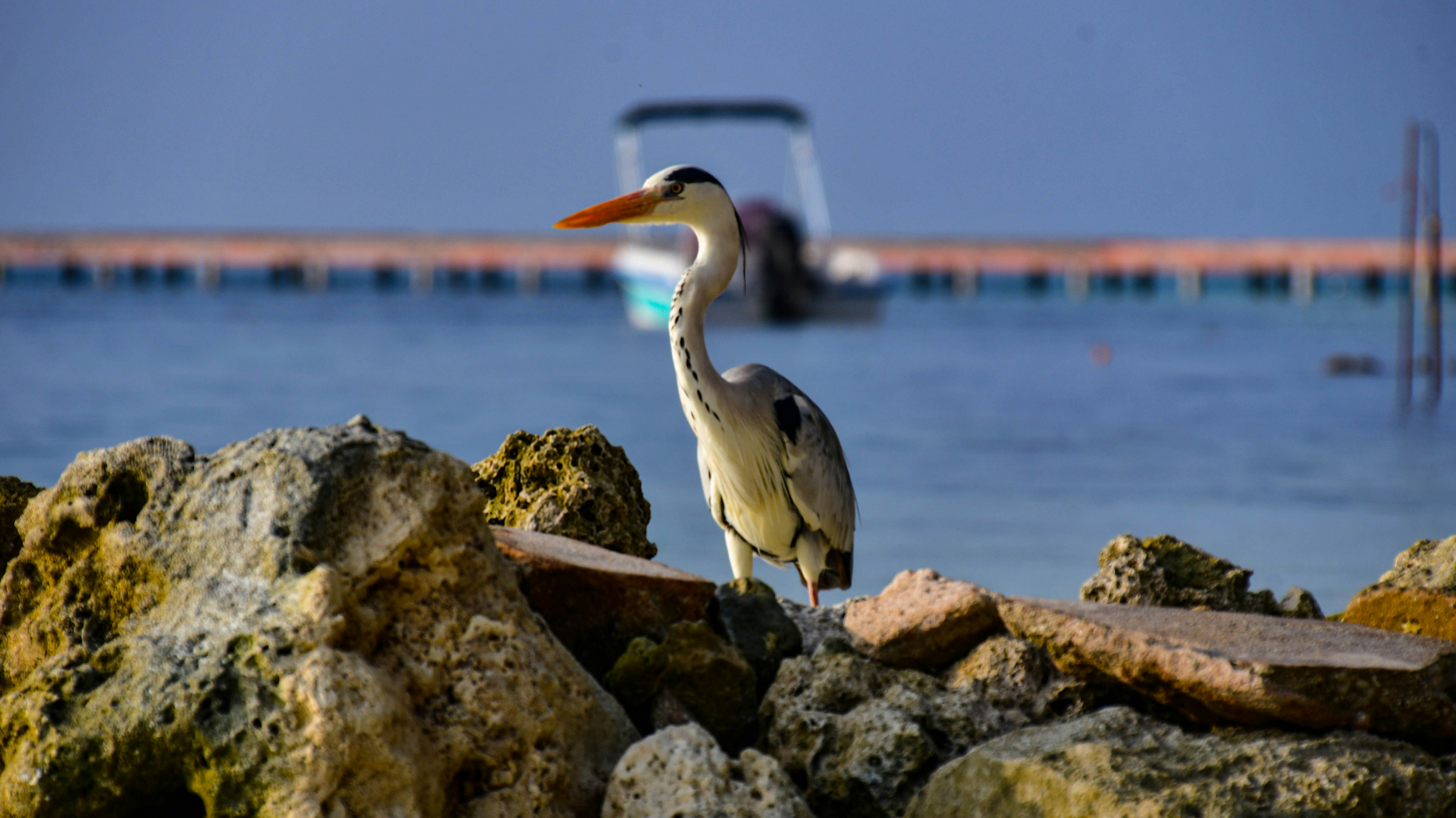 Heron at the Breakwater: a Quiet Blue Moment