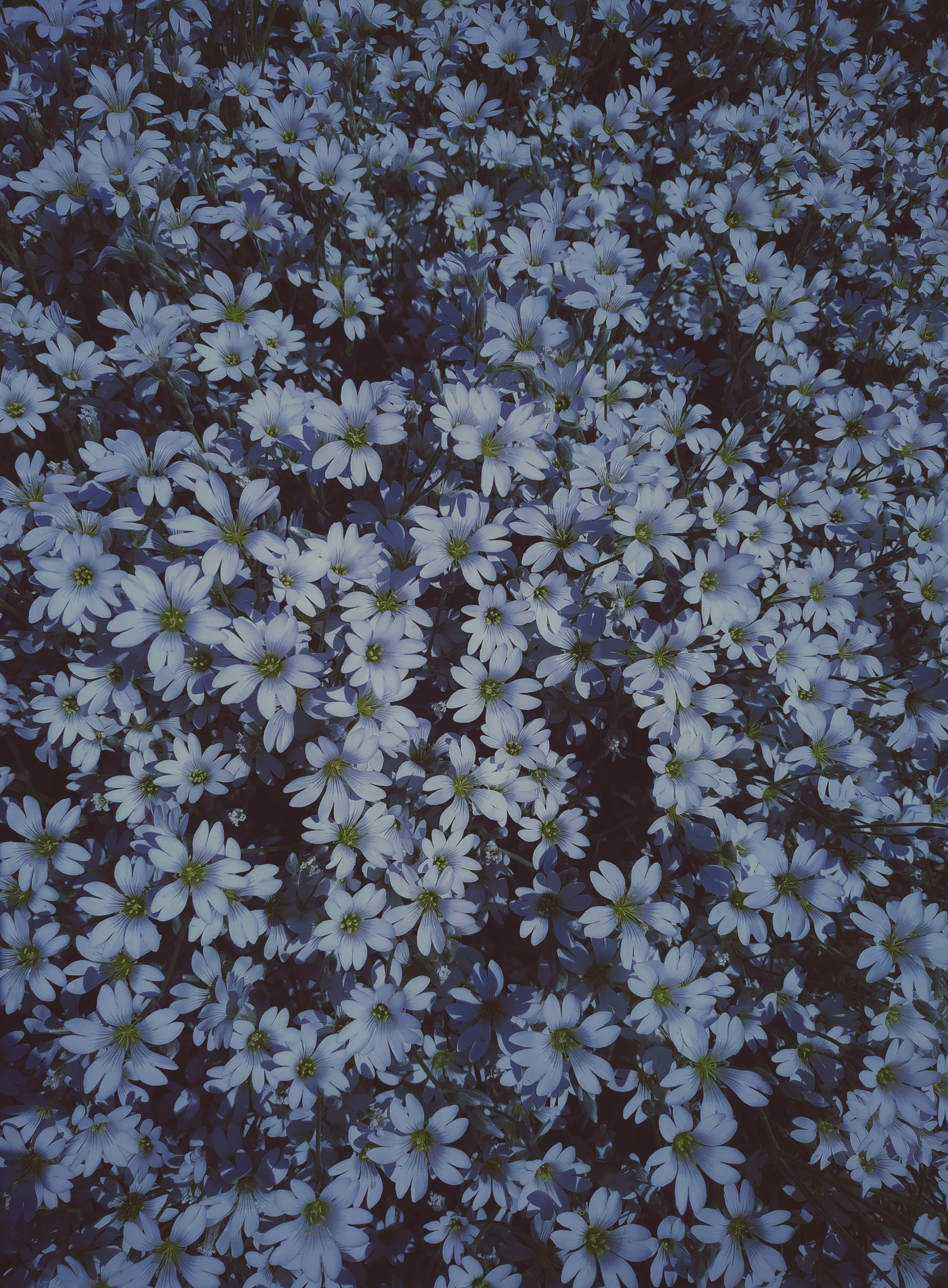 Dense carpet of small blue daisies with pale petals and yellow centers fills the frame.
