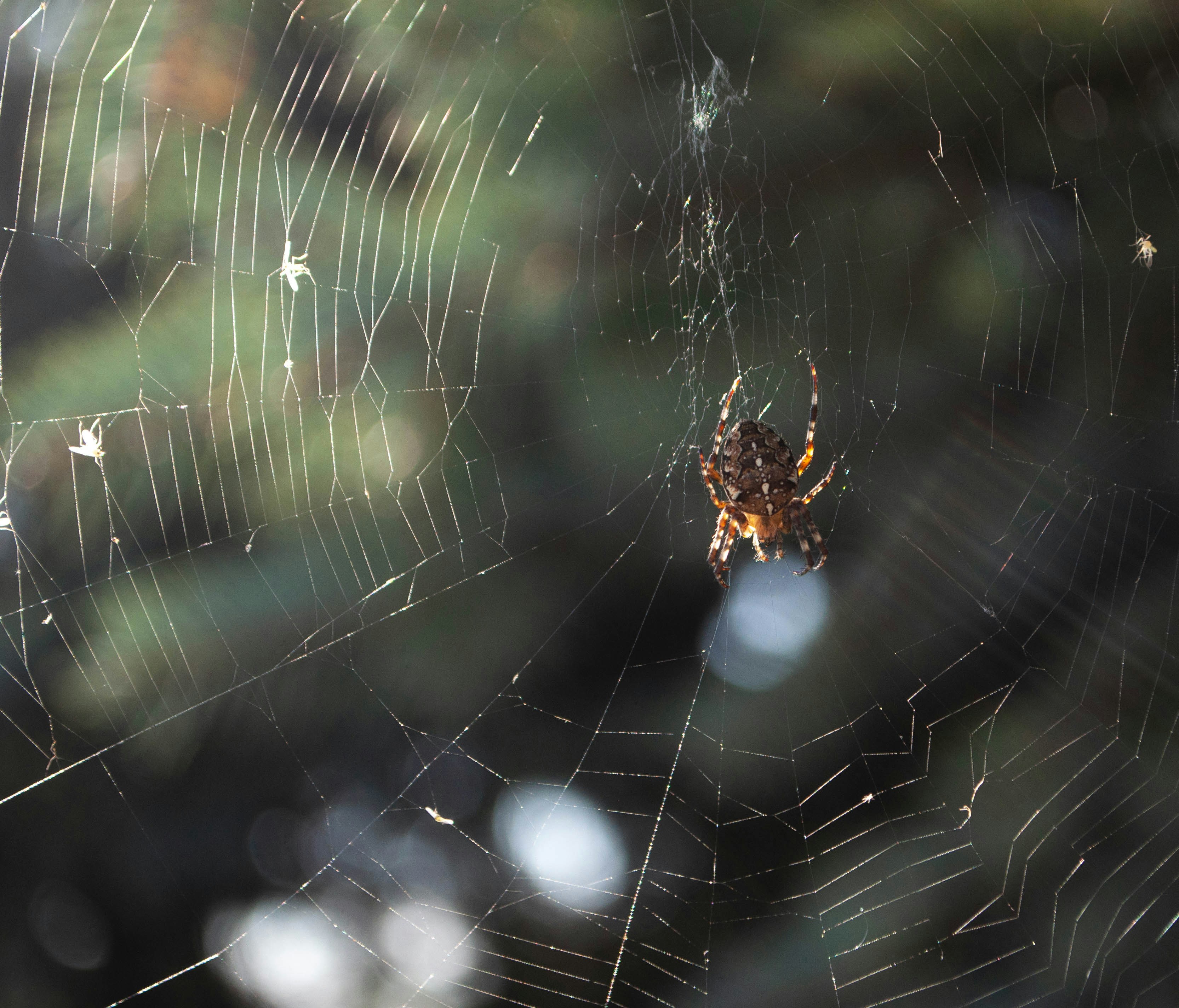 Spider in the web