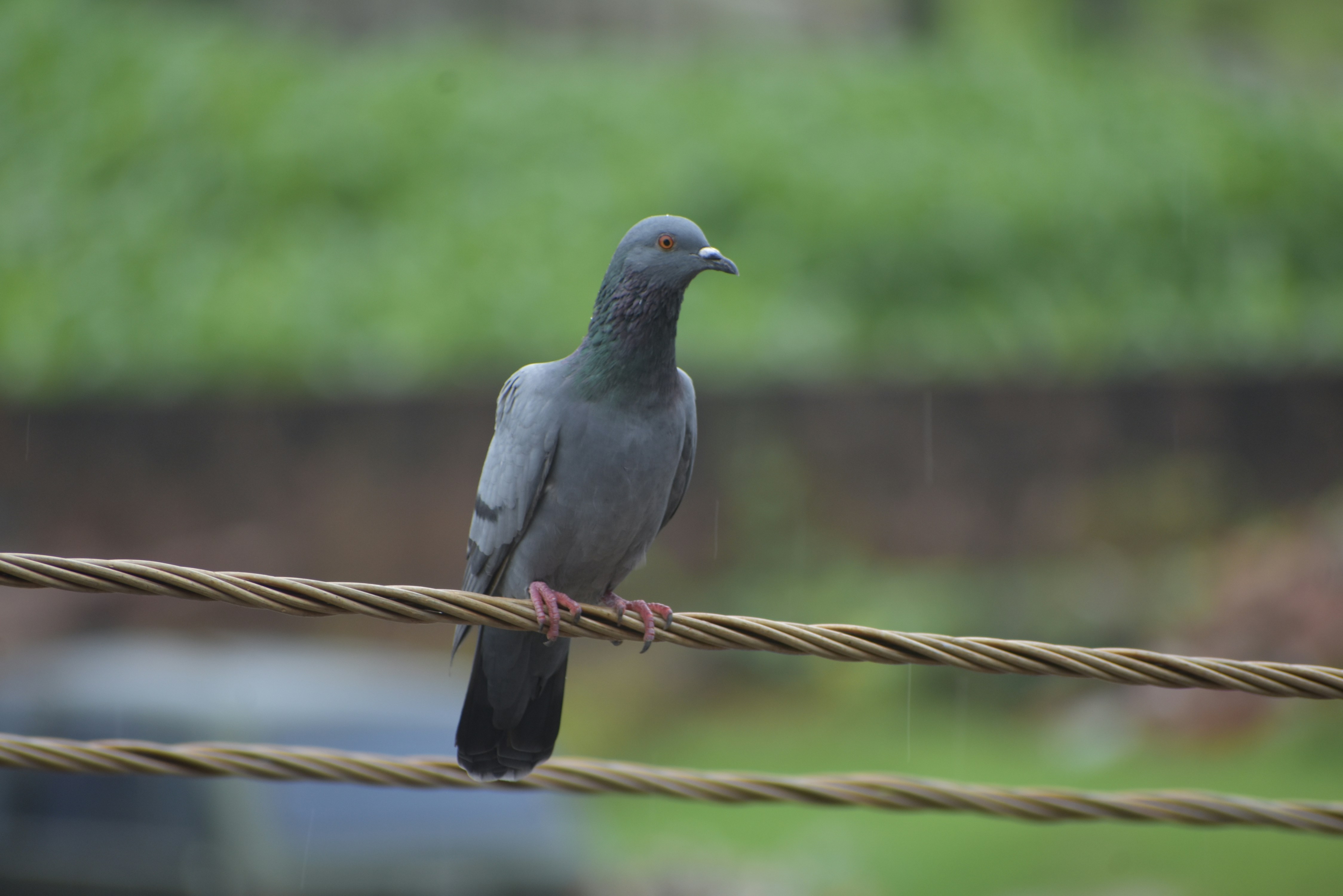 Photo by Ahmad Attari with Nikon D3400