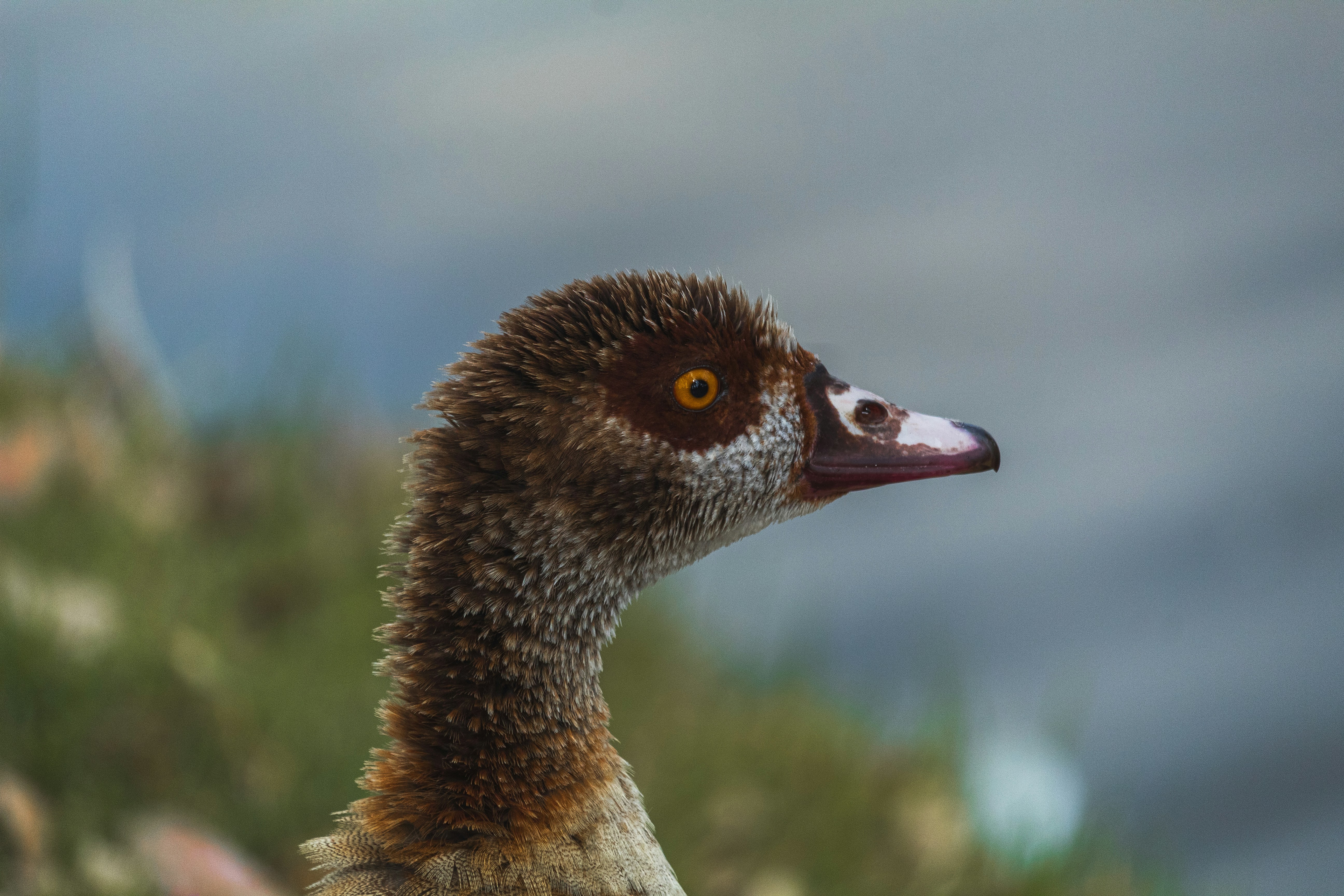 Close-up of a solitary duck's head against a blurred shoreline backdrop
