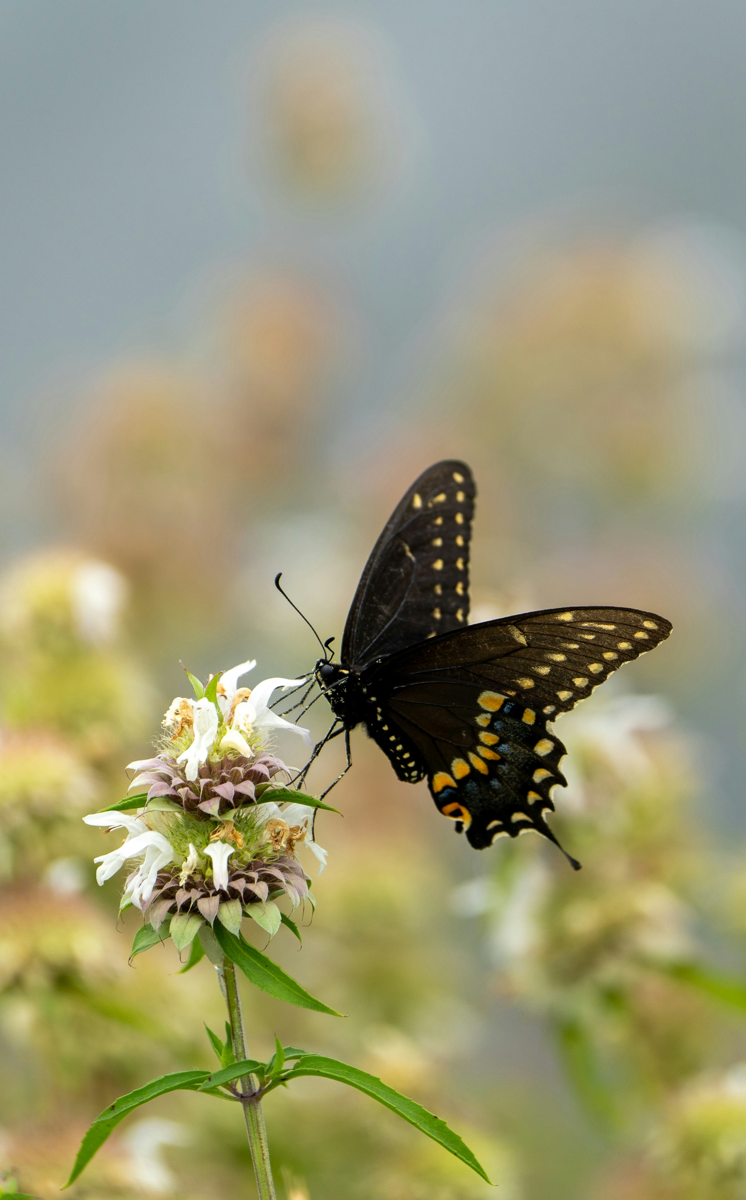 A black butterfly with vibrant orange spots delicately perched on a white flower, surrounded by a soft, blurred background of greenery.
