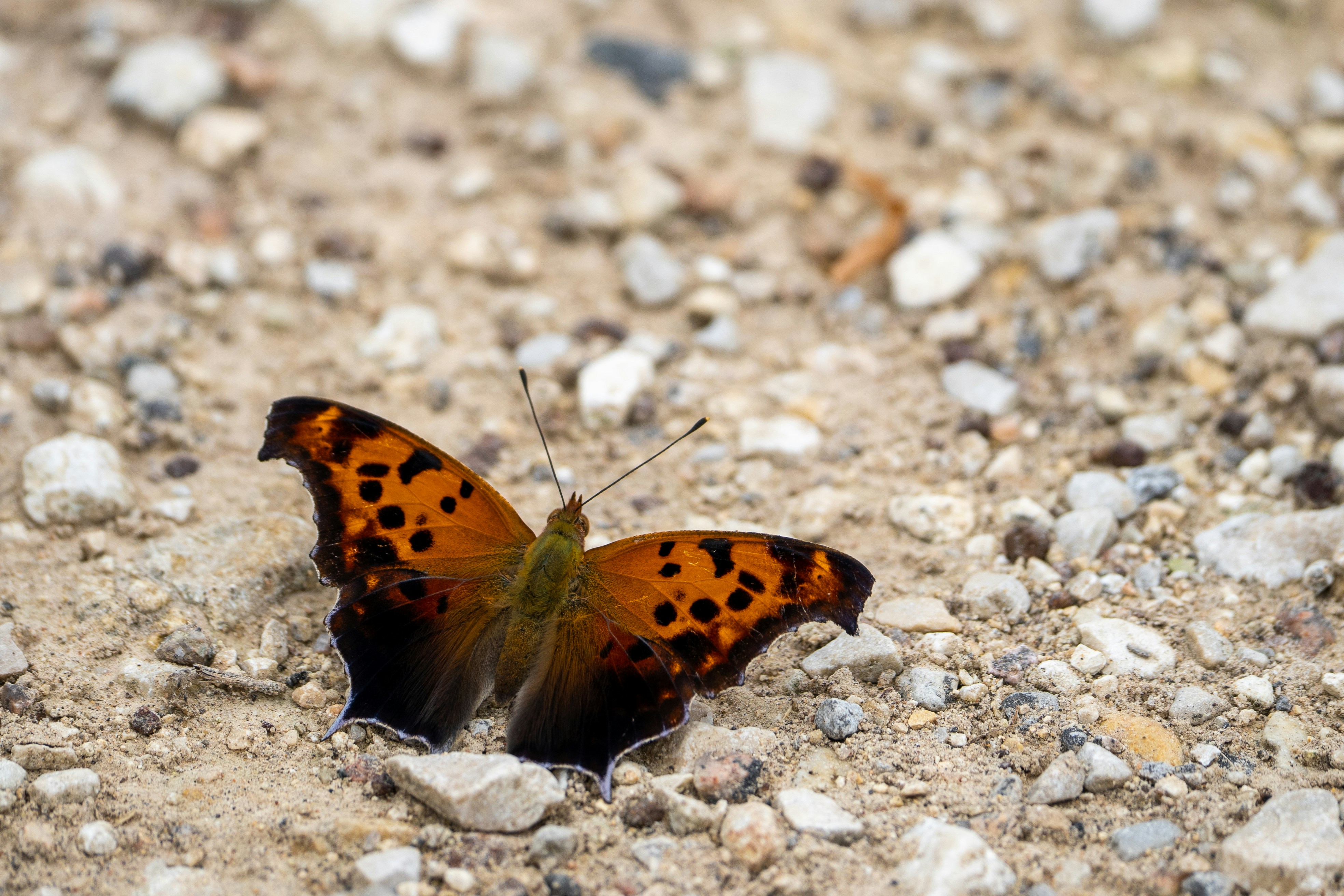 Orange-spotted butterfly on a gravel canvas