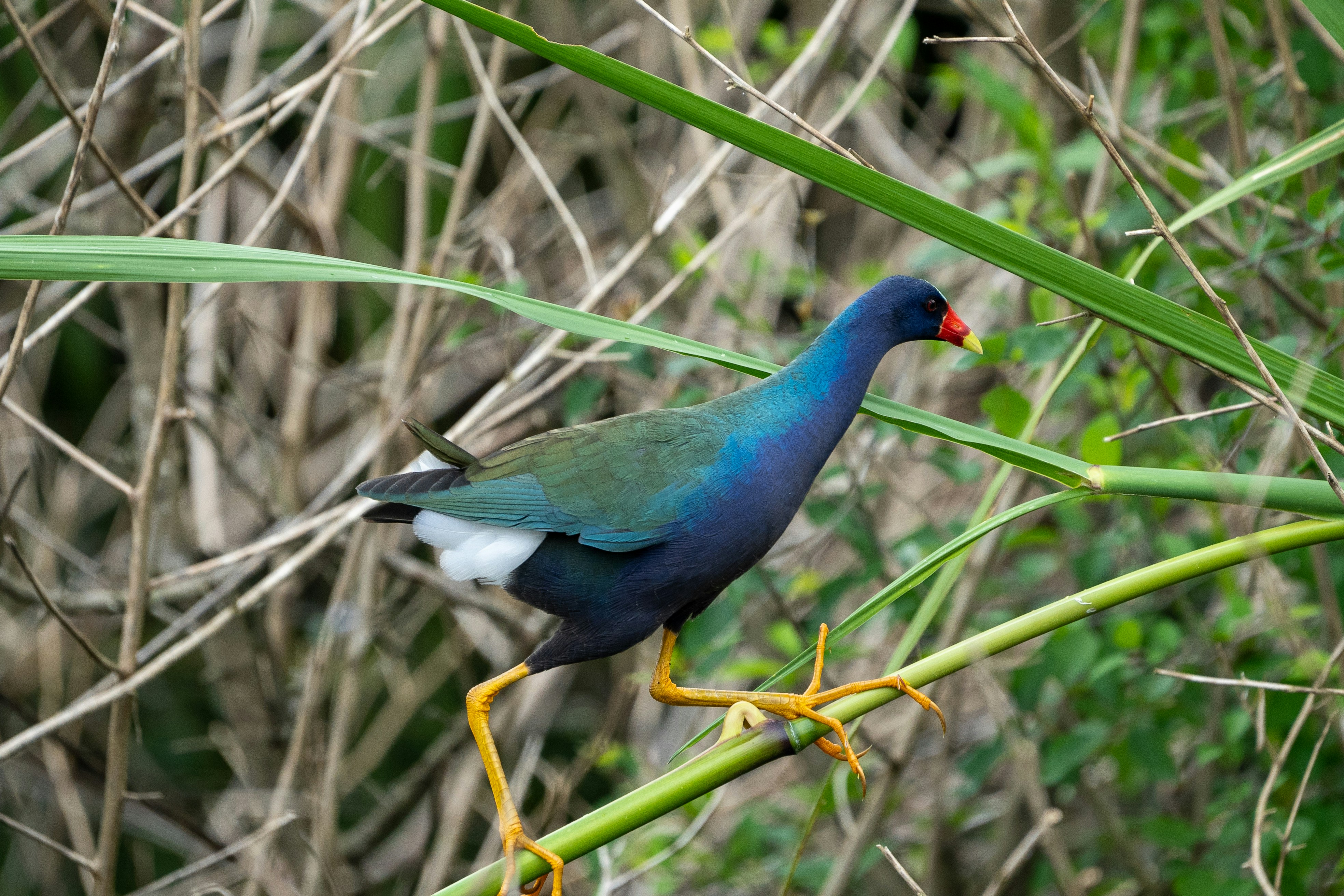 Emerald Steps: The Colorful Journey of a Moorhen