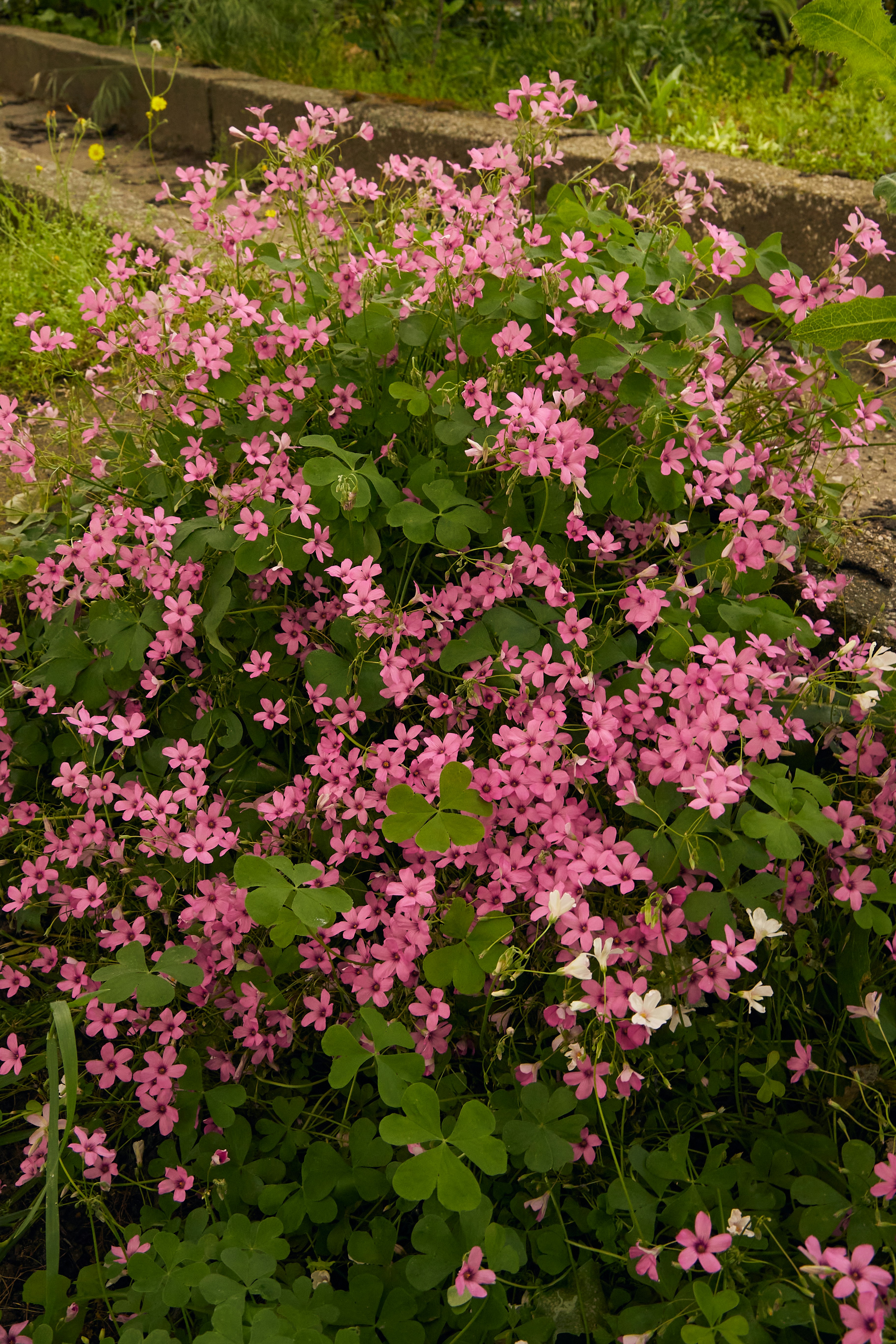 Un bouquet de fleurs qui sont dans l’herbe photo – Photo Végétation ...