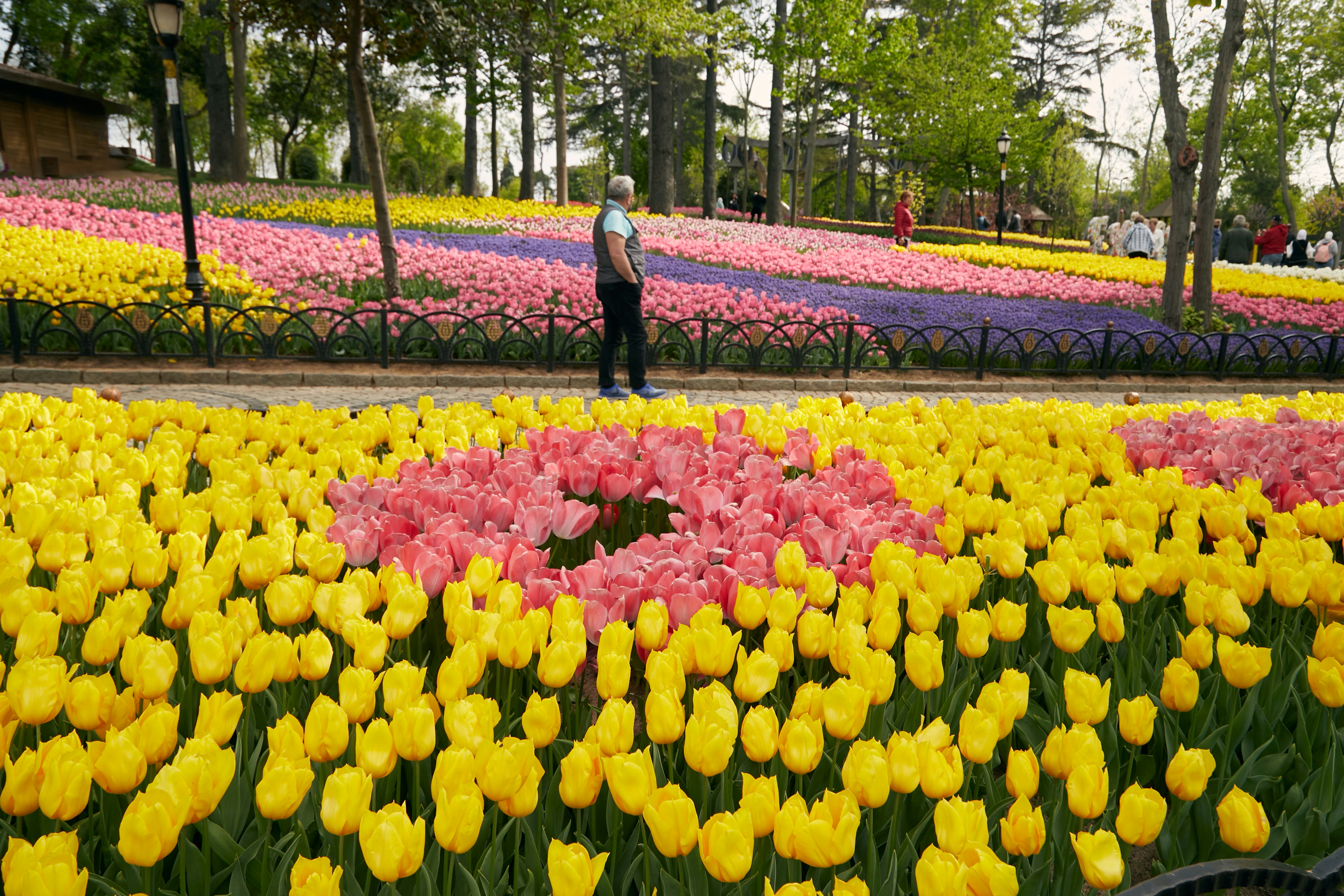 Park Tulip Aisle: Vibrant Rows Framing a Solitary Visitor