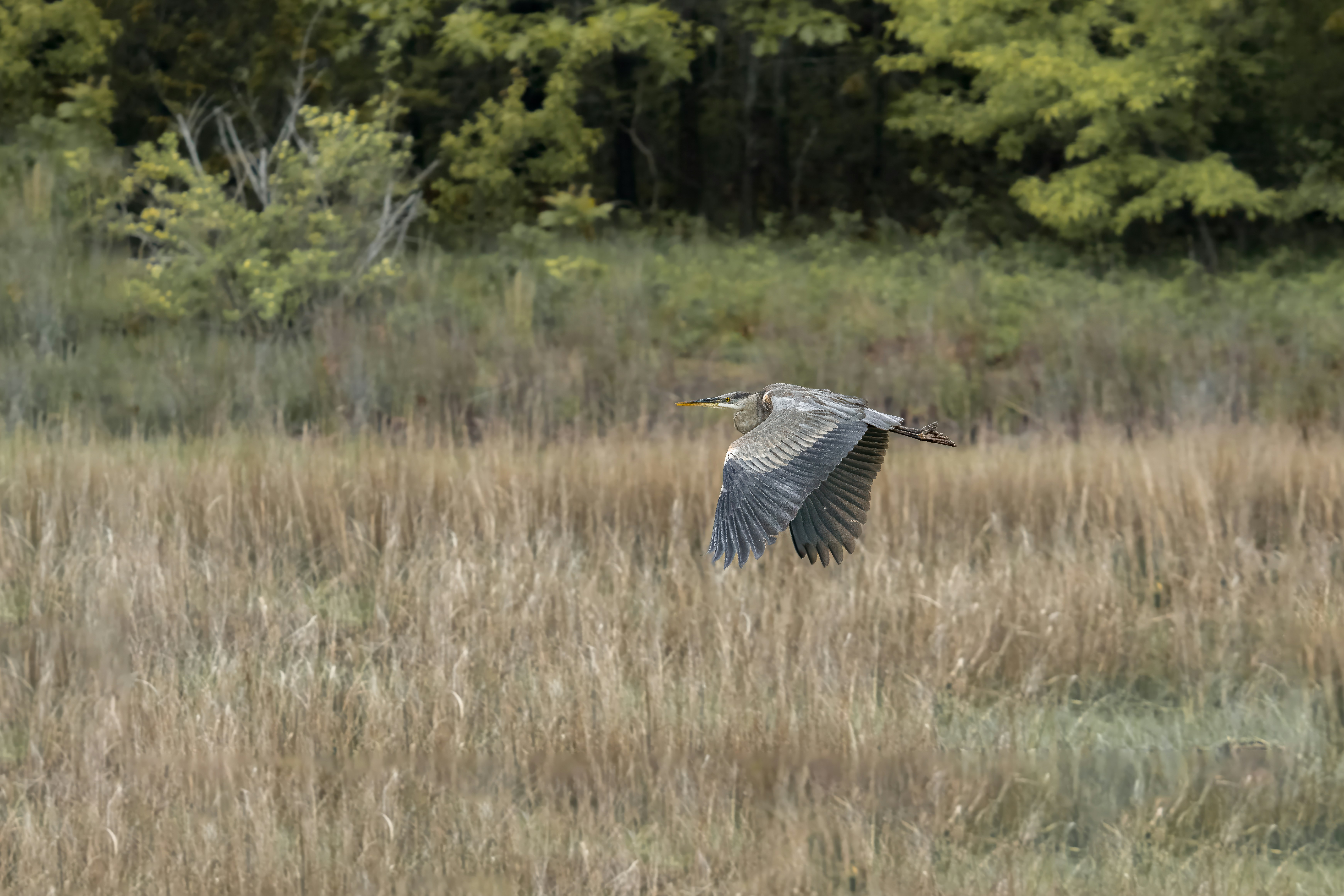 Meadow Glide: A lone heron threads the amber grasses