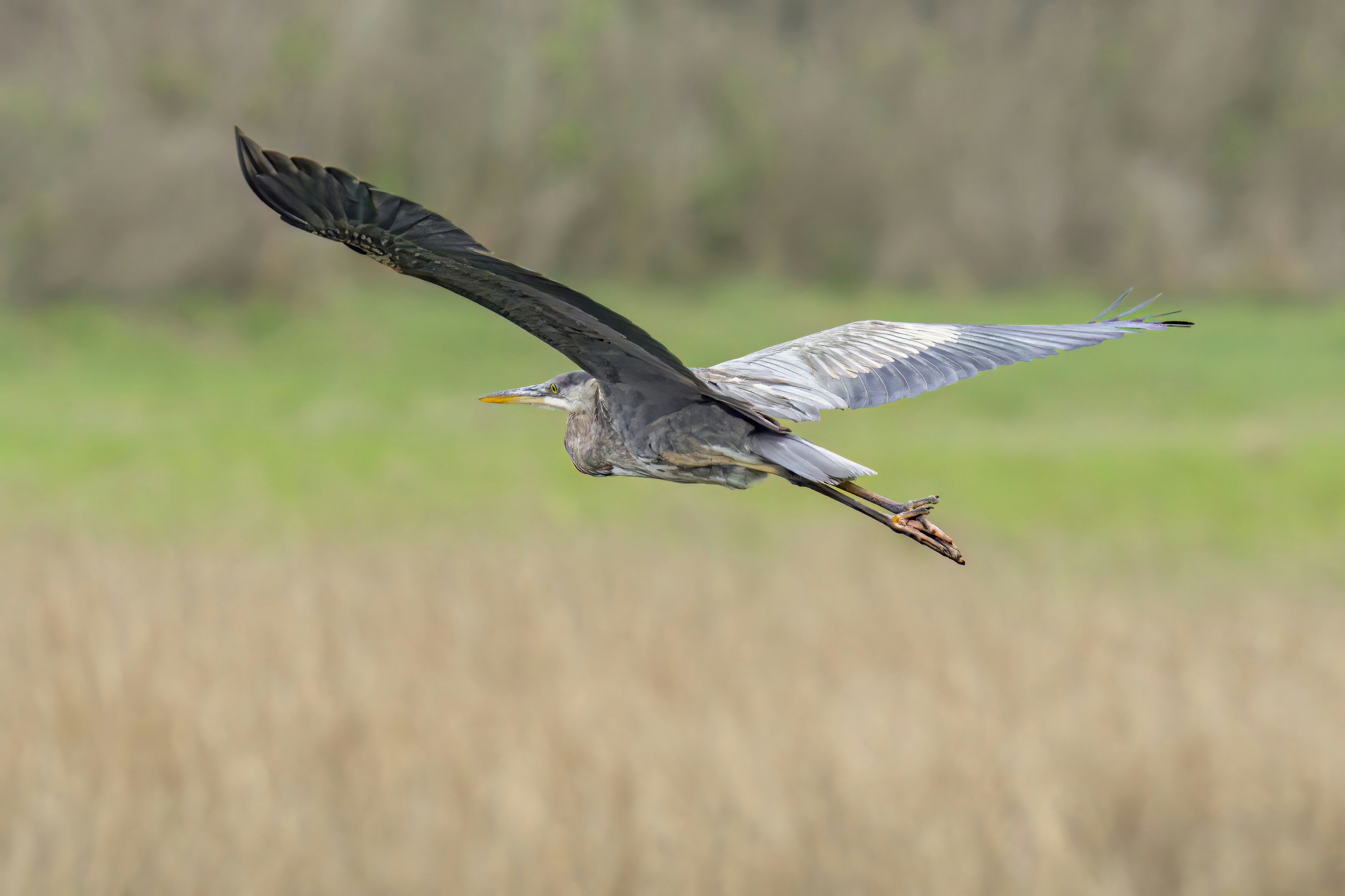 Great blue heron soaring over a grassy field carrying a stick in its beak.