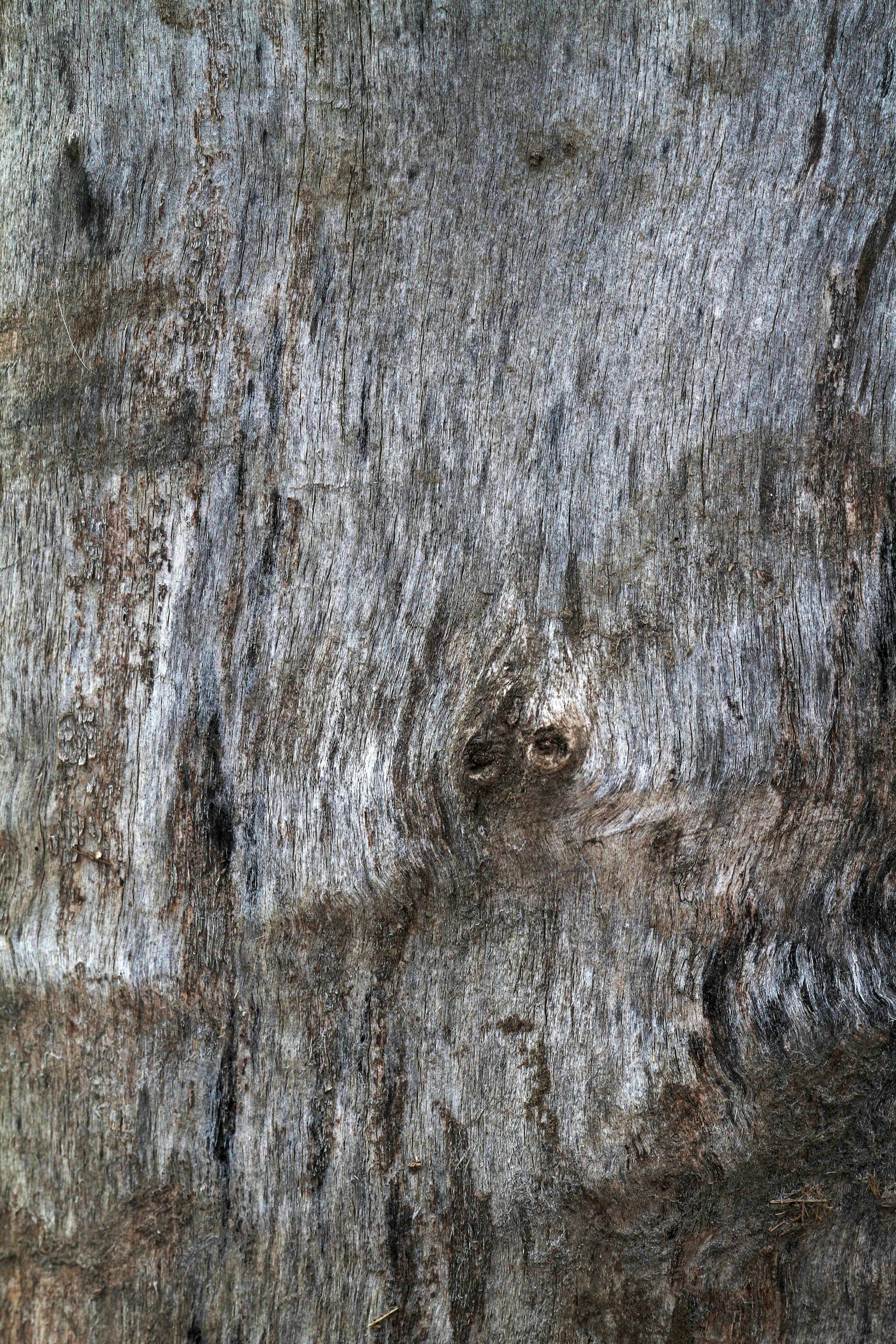 Un primer plano del tronco de un árbol con un pájaro en el centro foto ...