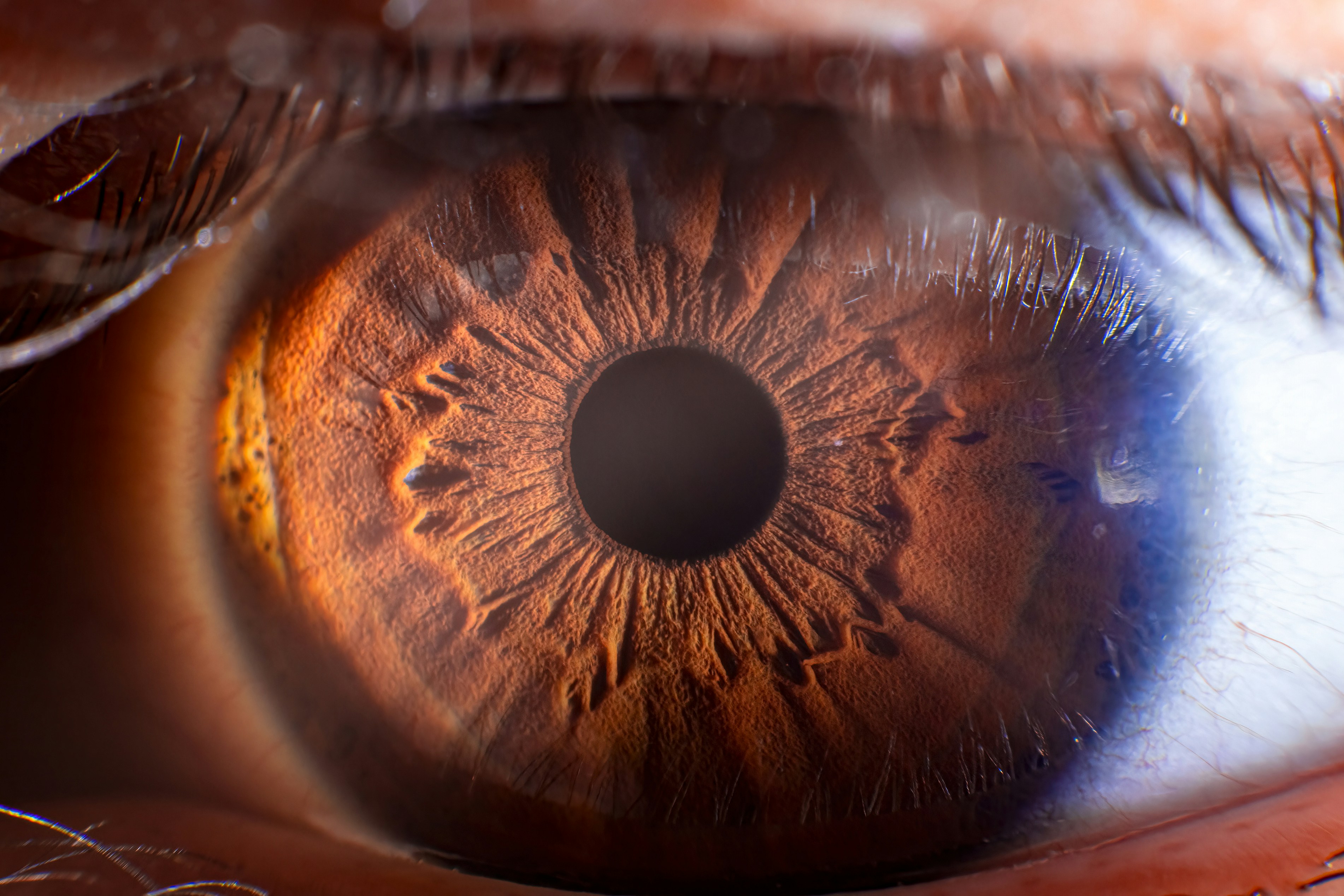 A close up view of a human eye photo – Free Eye Image on Unsplash