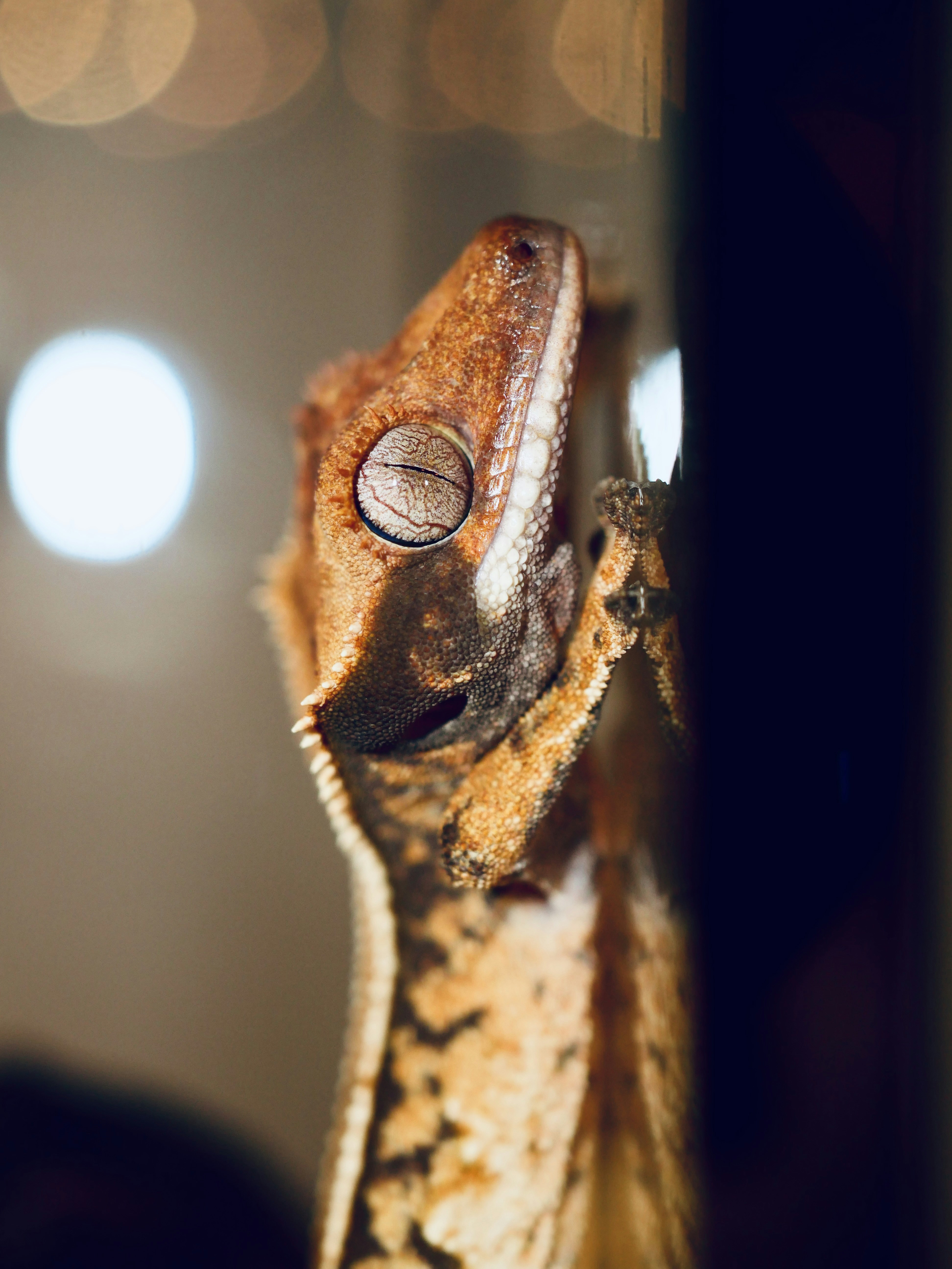 a close up of a lizard's head with a blurry background
