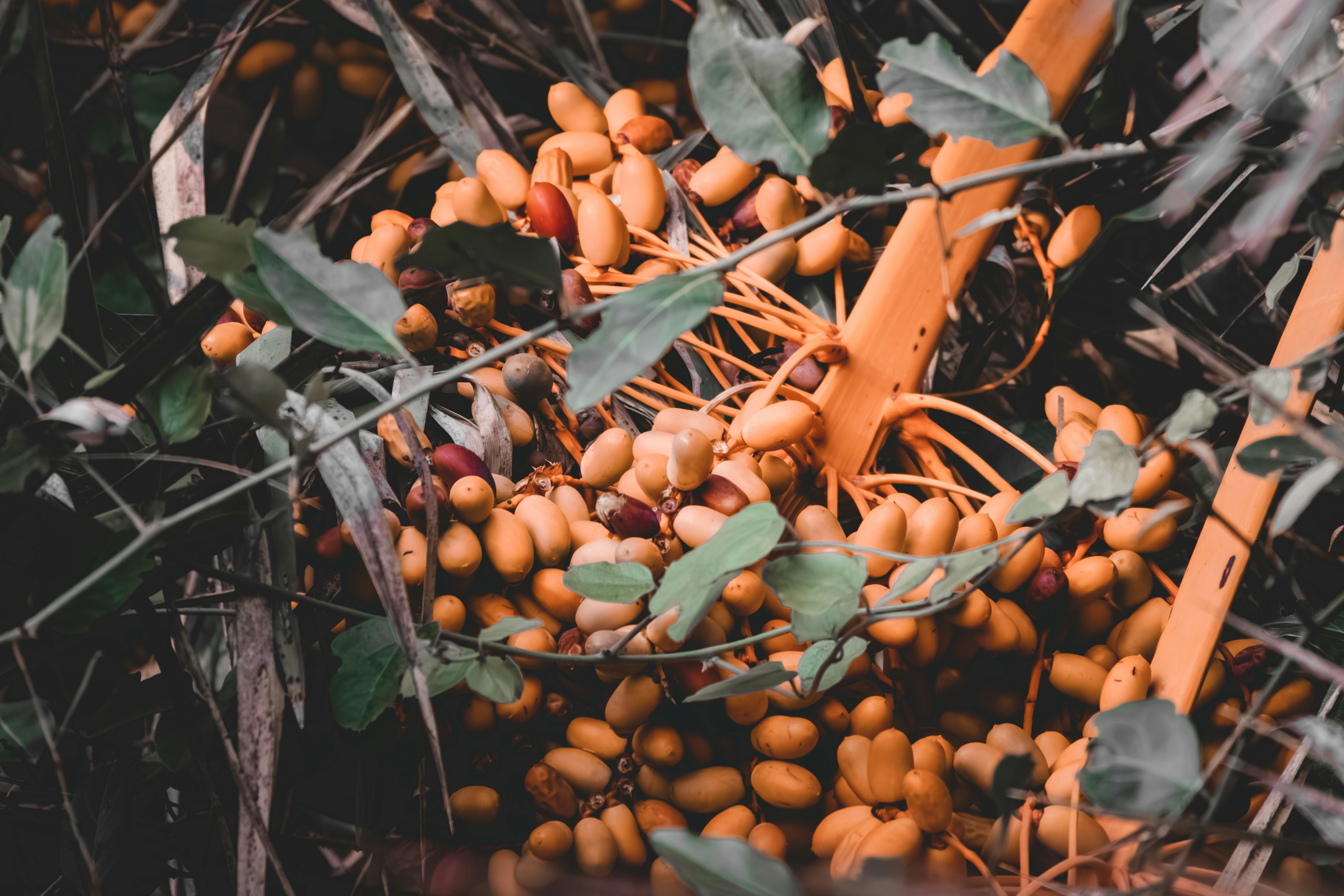 Amber Orbs in a Quiet Tangle of Vines