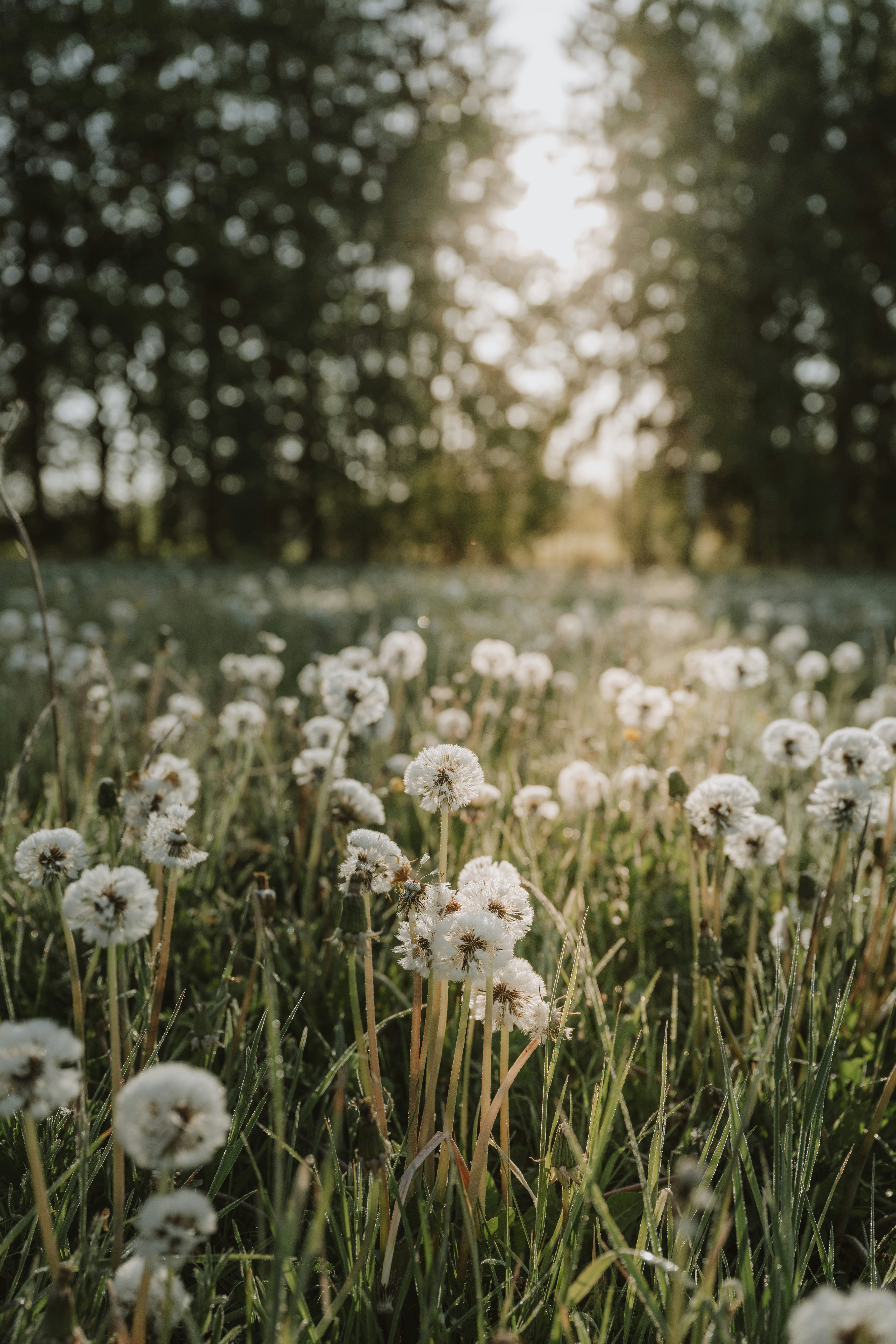 A field of dandelions with trees in the background photo – Free Plant ...