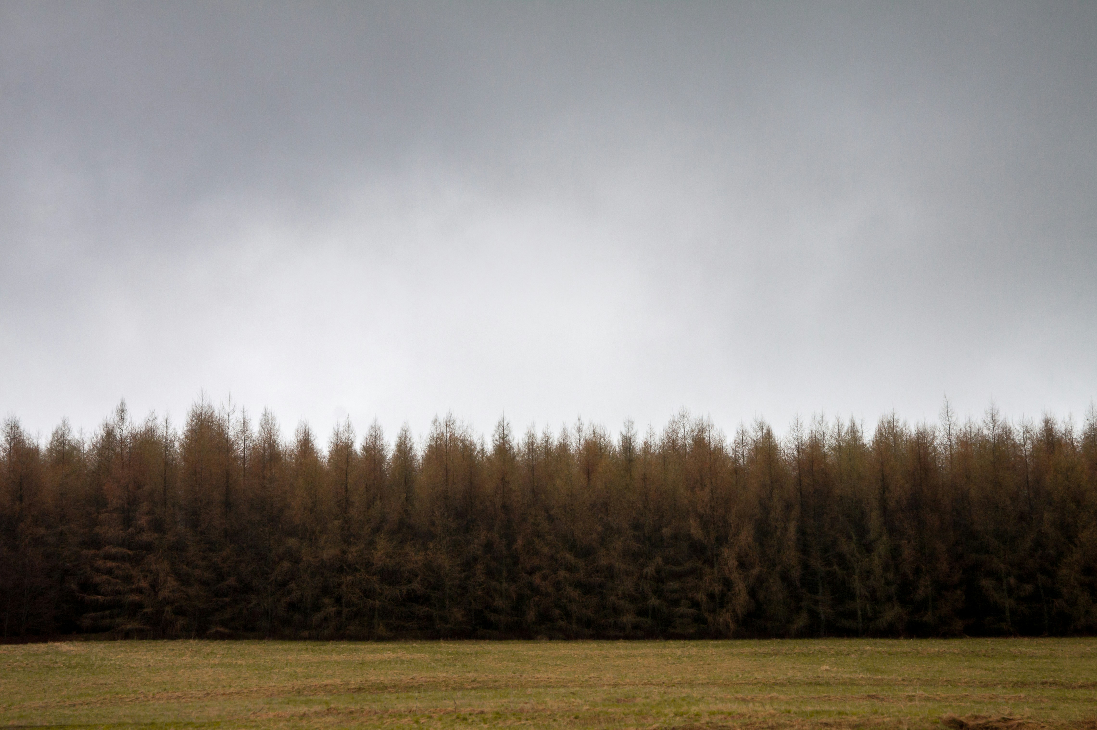 Ember Pines at the Field's Edge in Mist