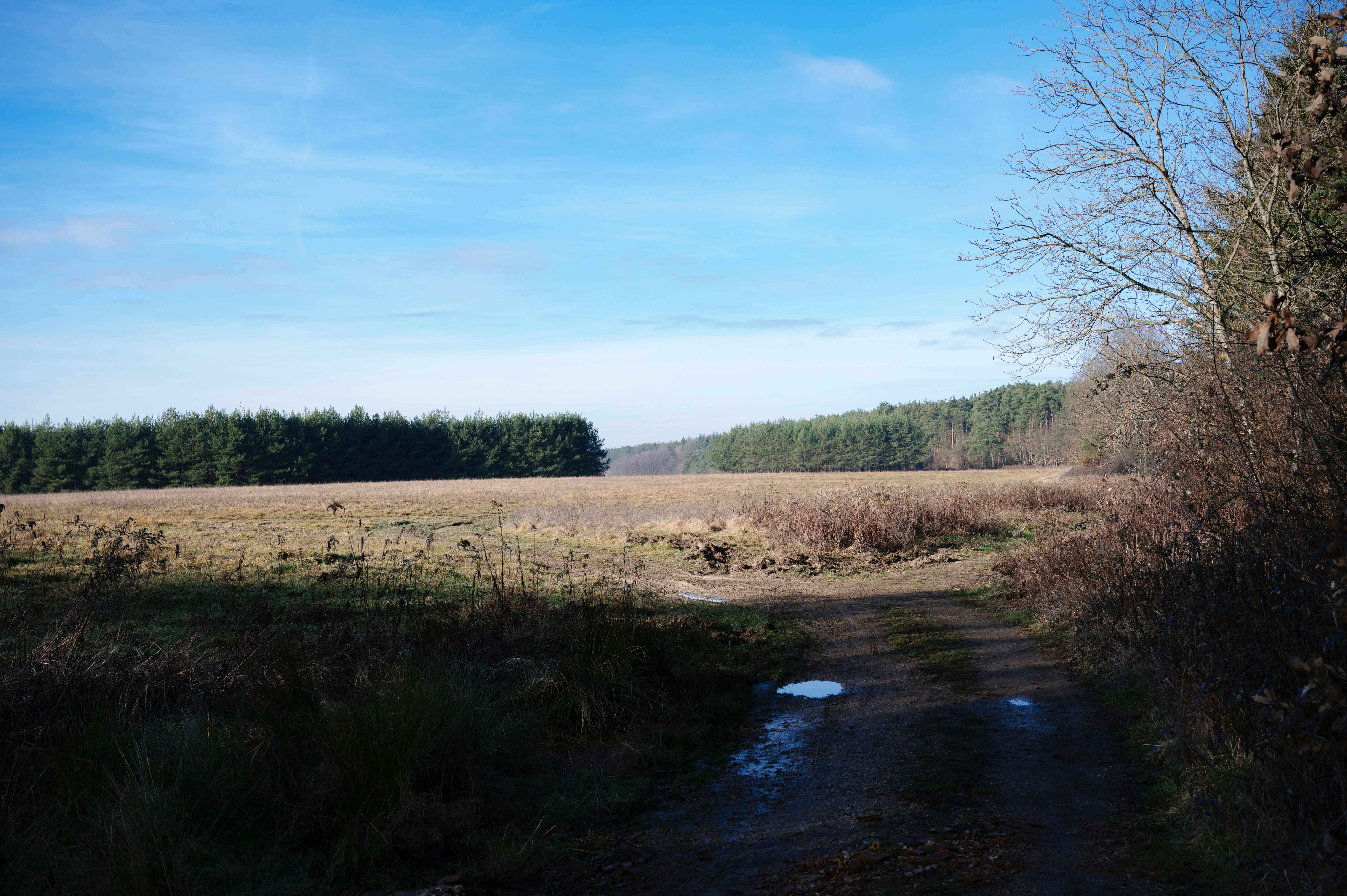 Dirt Road to the Horizon: Quiet Meadow Under a Blue Sky