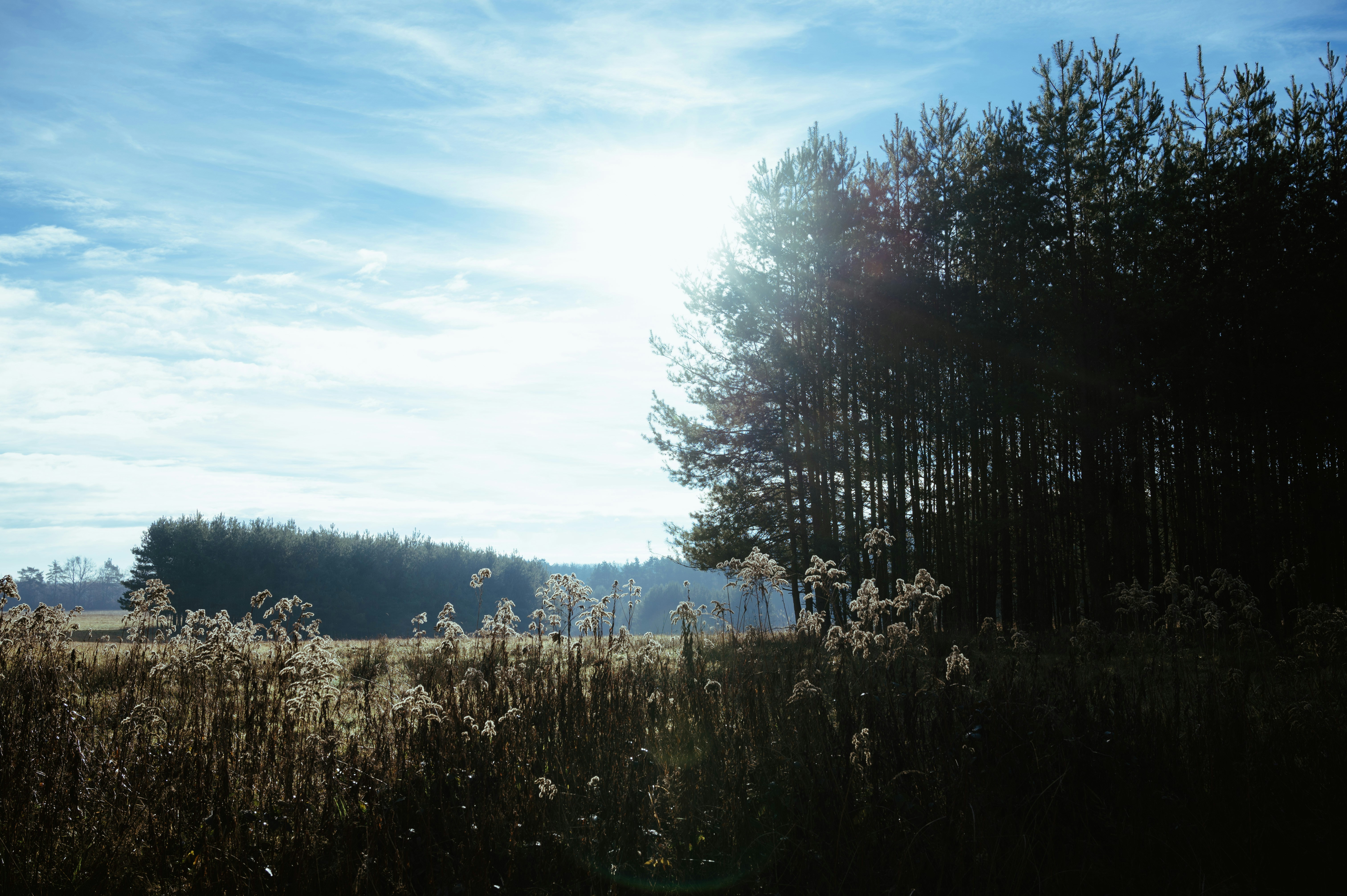 Sunlit Meadow at the Edge of the Pines