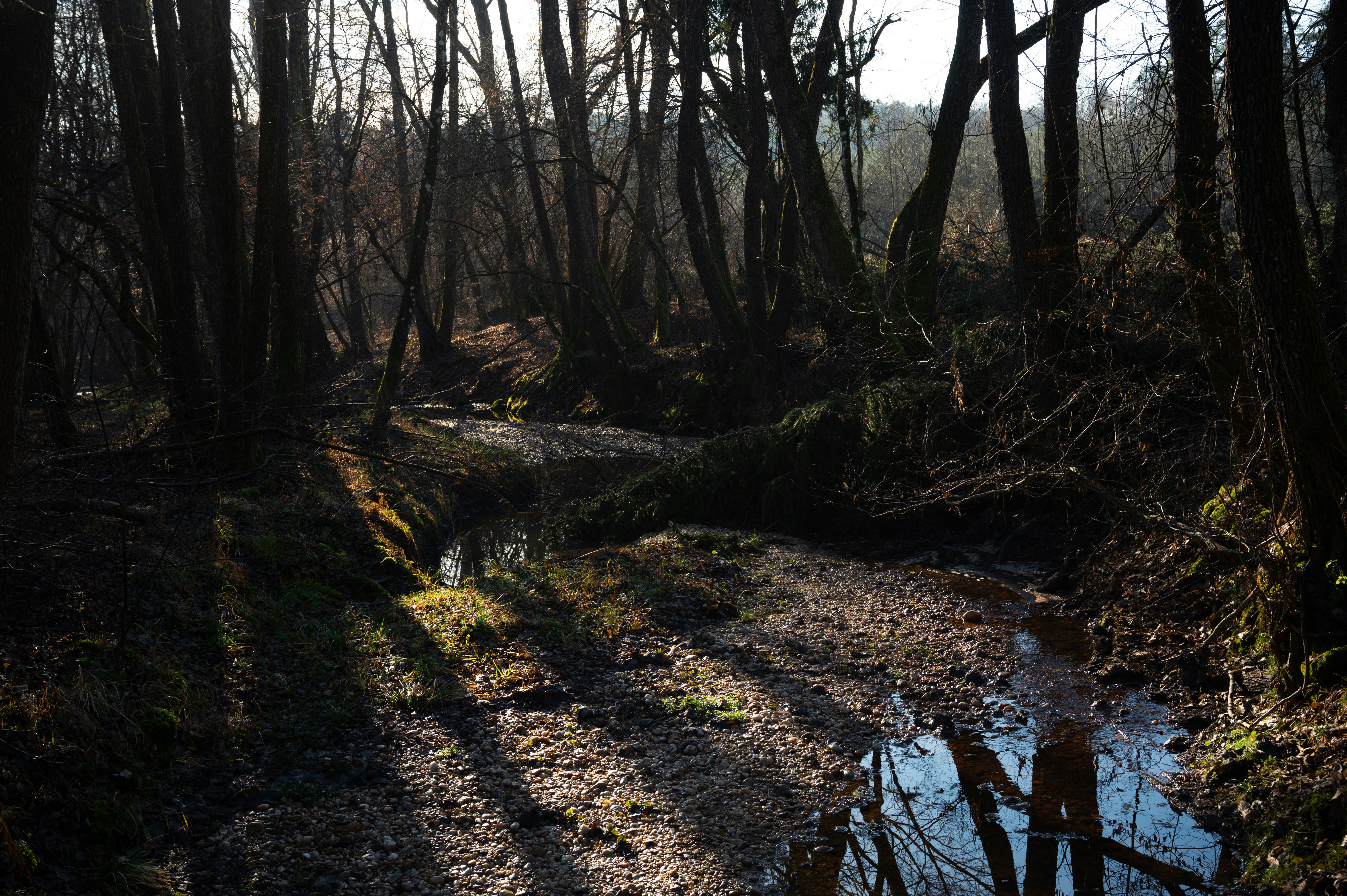 A stream running through a forest filled with lots of trees photo ...