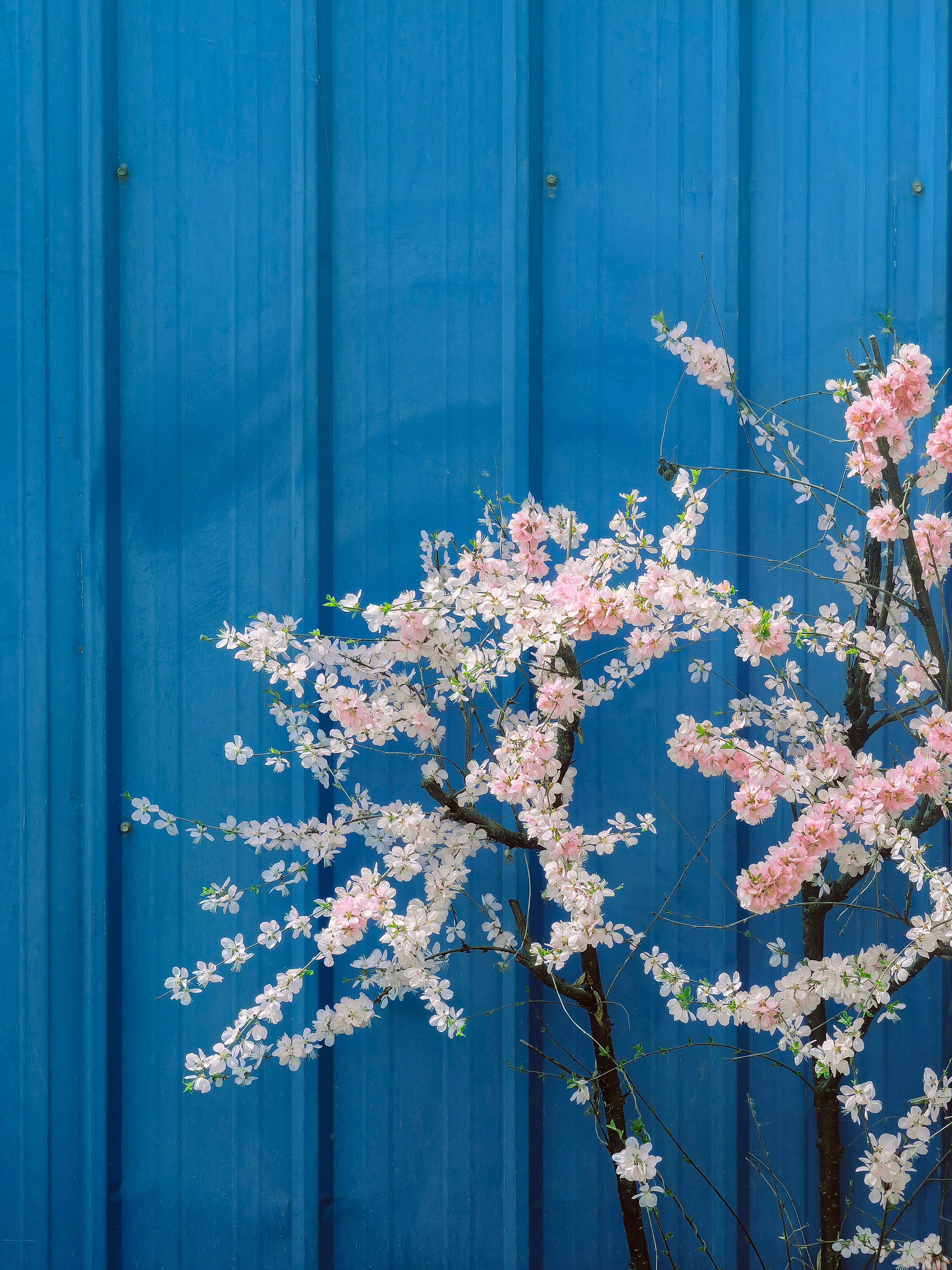 Blossoms against a cobalt wall: a quiet focal moment