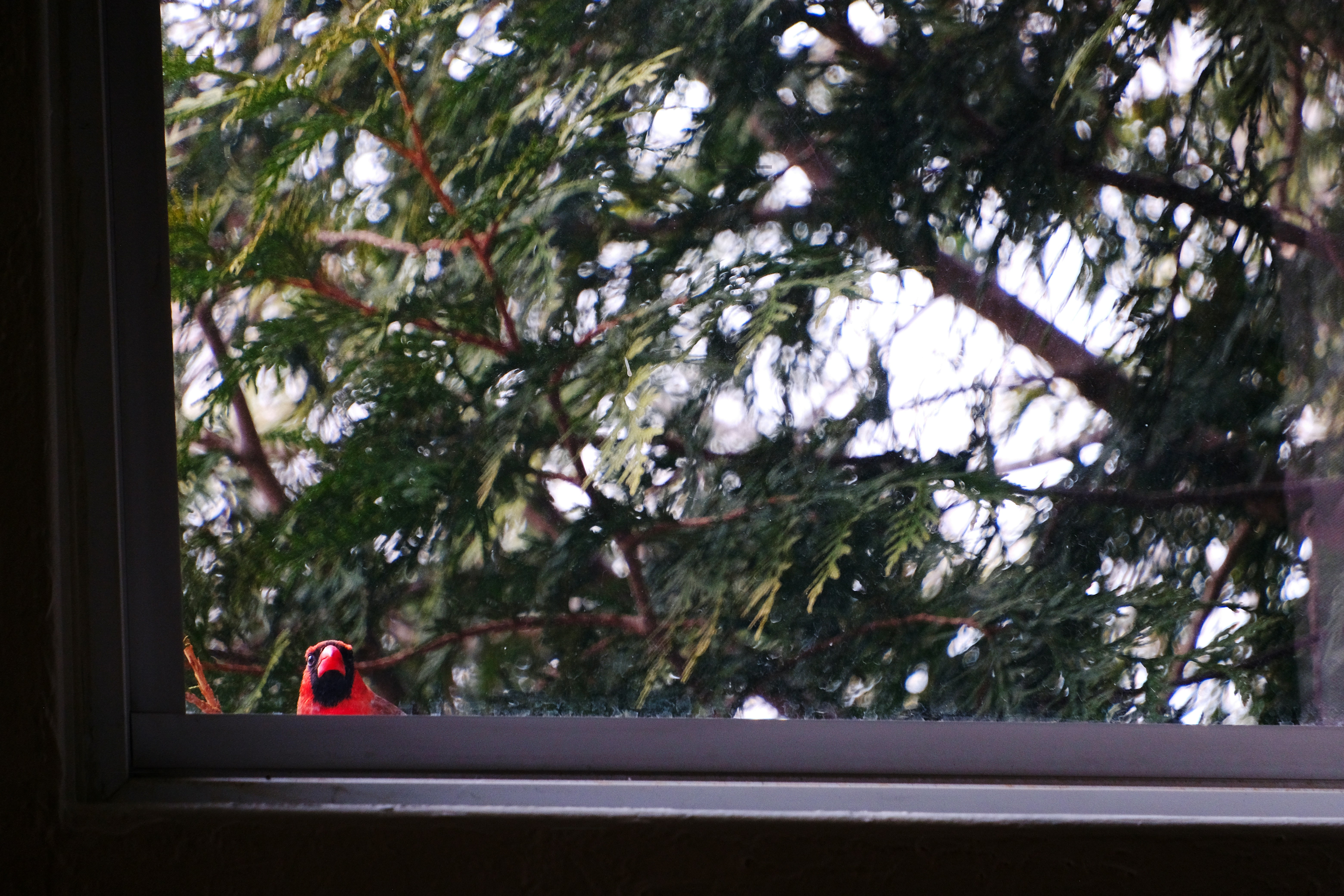 Crimson Cardinal at the Windowsill