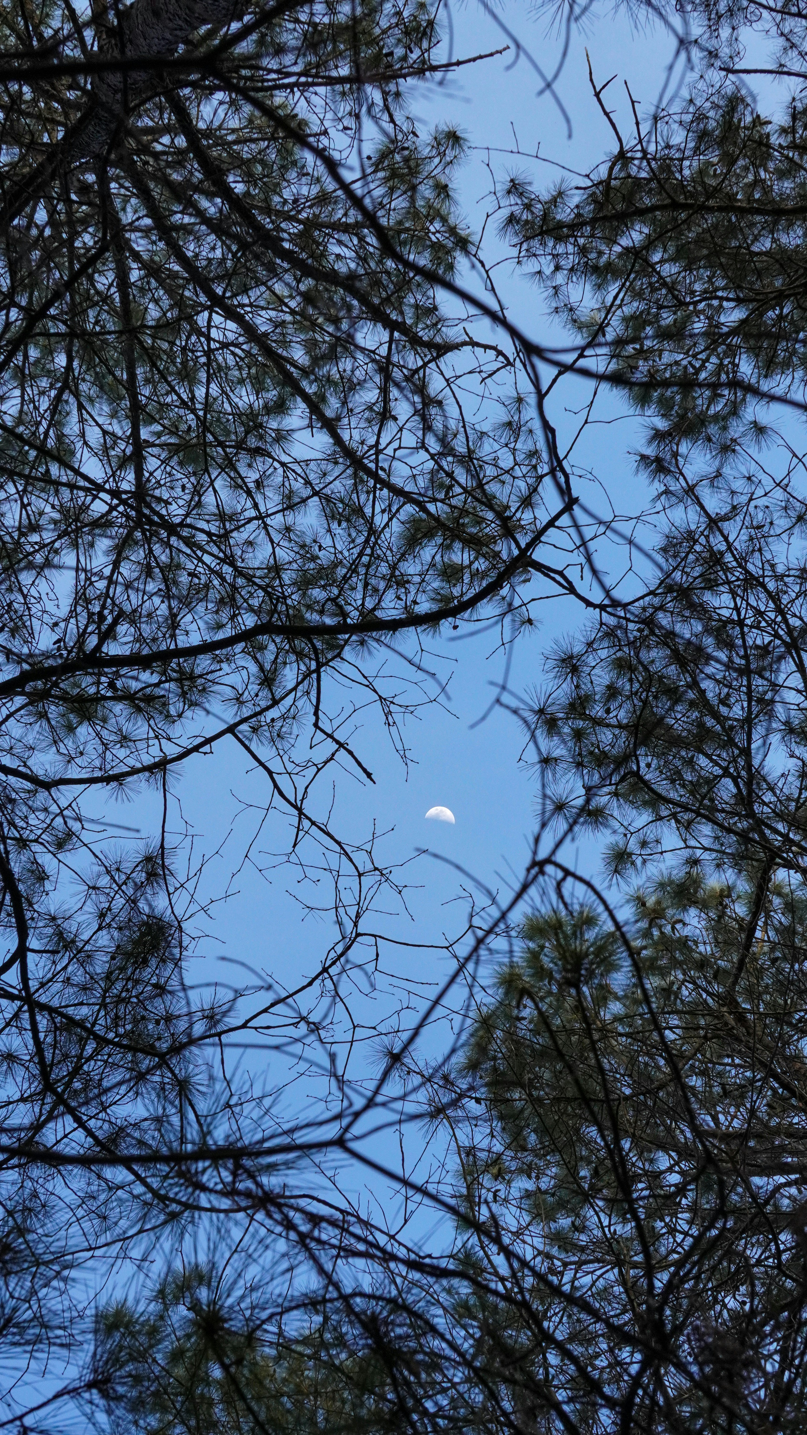 A view of the moon through the branches of a tree photo – Free Atlanta ...