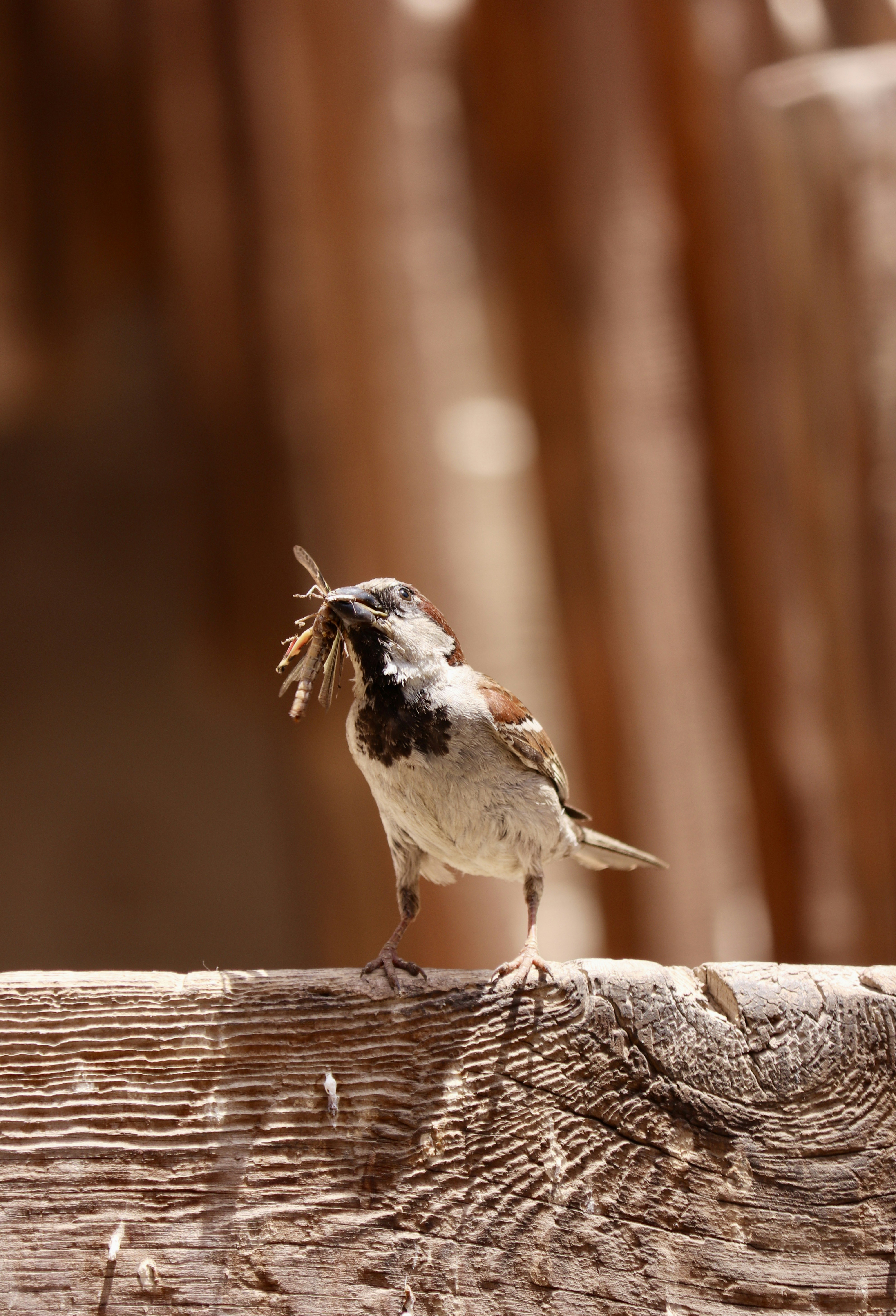 Seed Carrier on Weathered Timber: Finch Portrait in Soft Focus