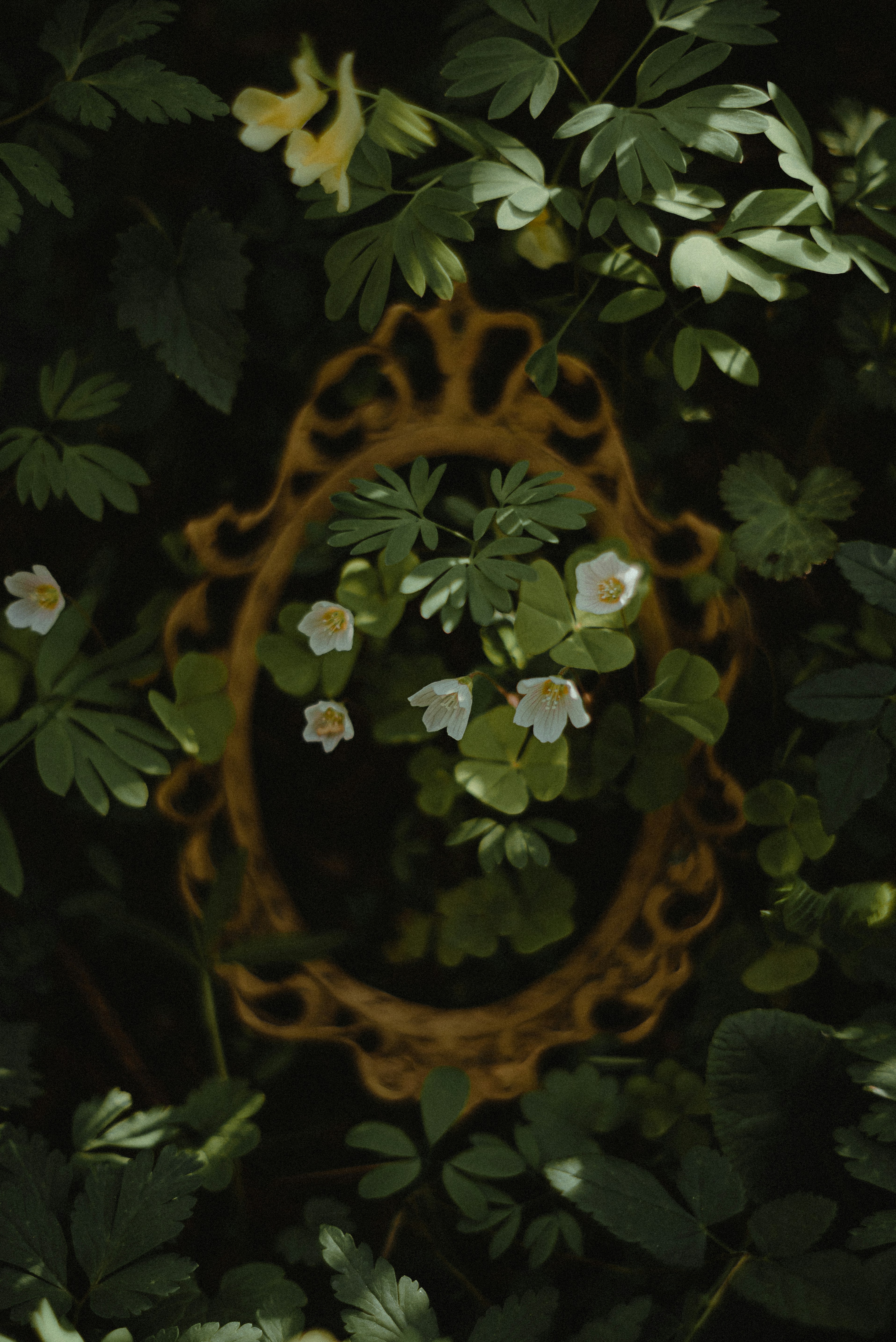 Gilded Oval Framing White Blooms Amid Dense Foliage
