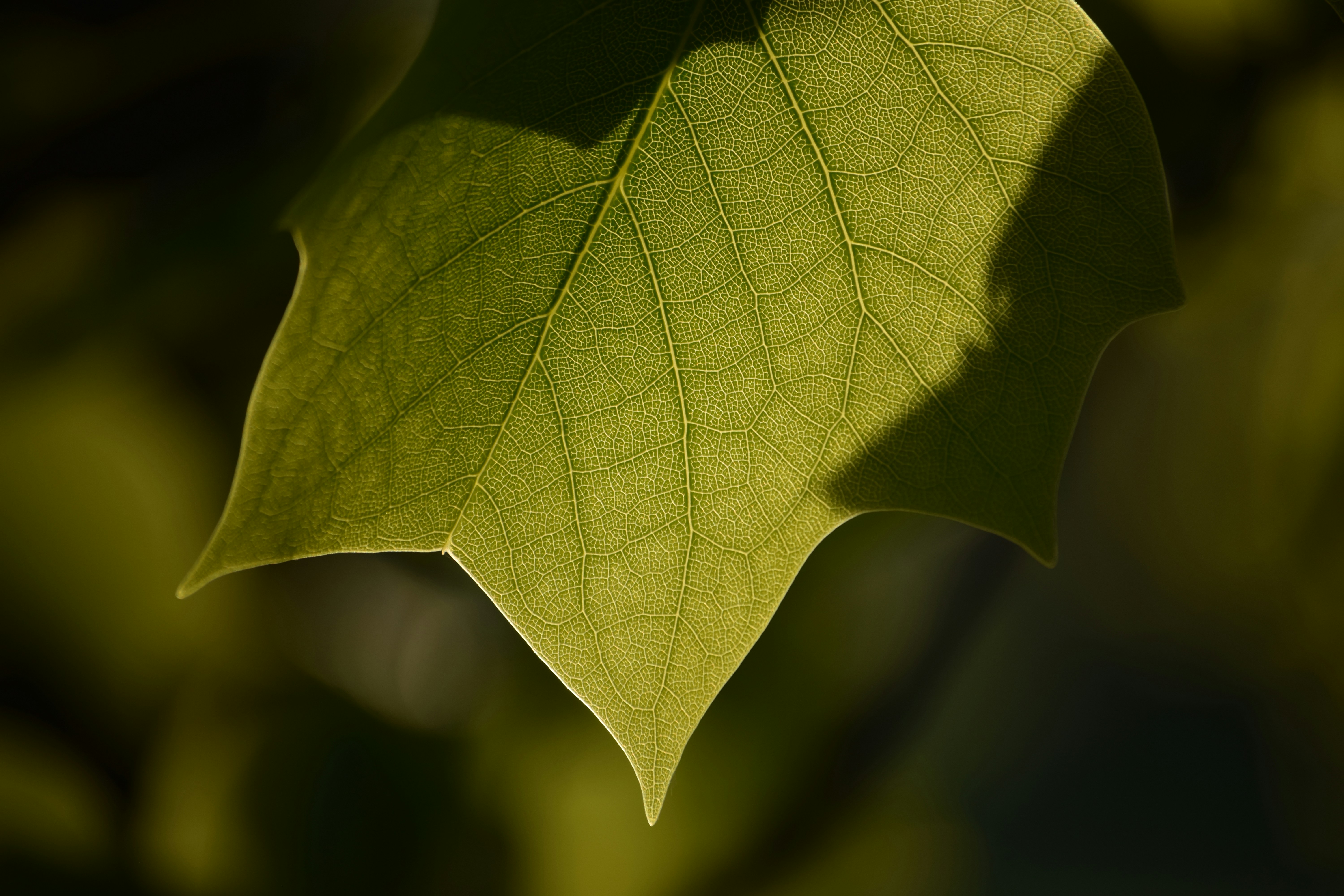 A close up of a green leaf on a tree photo – Free Leaves Image on Unsplash