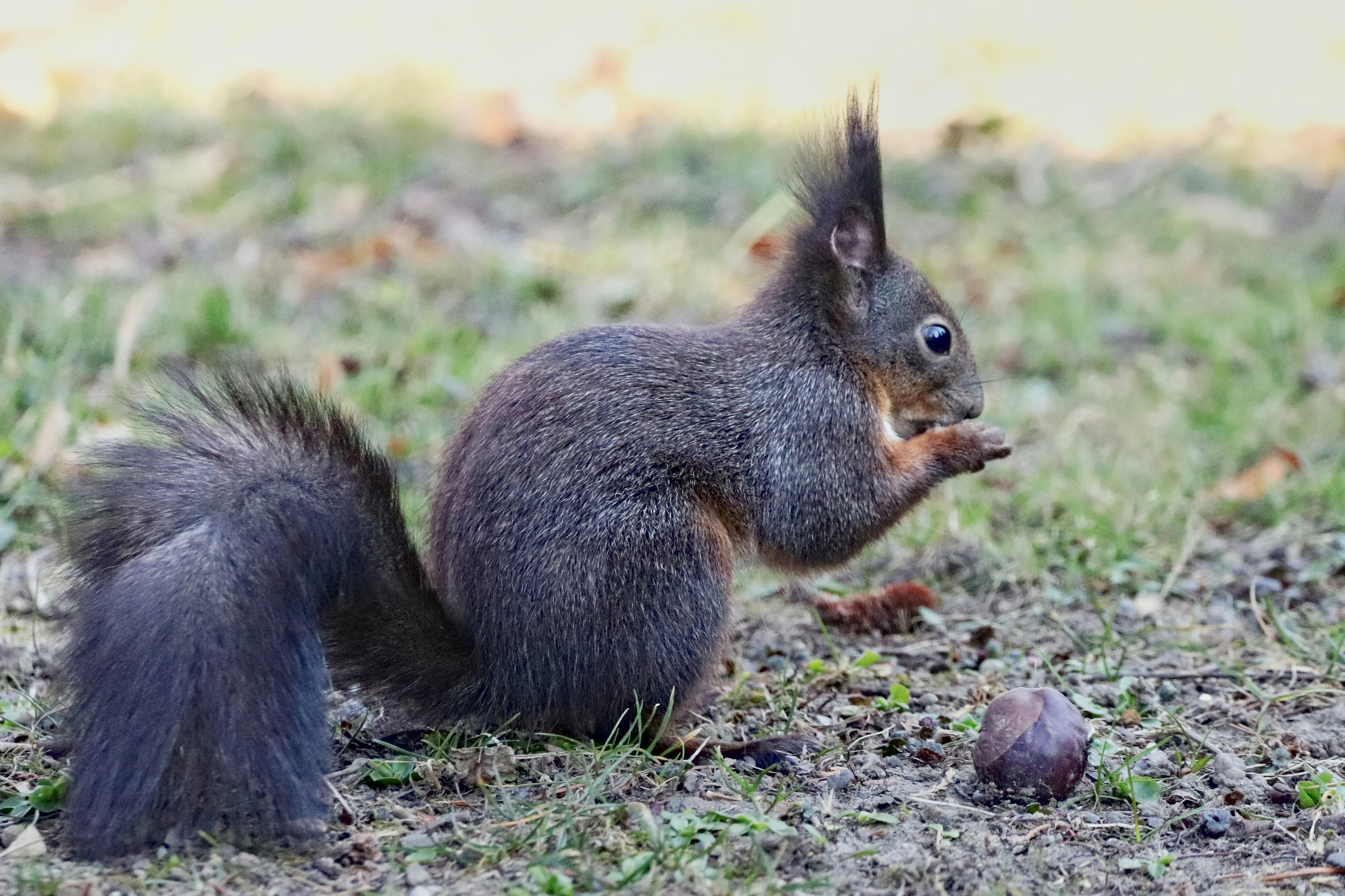 A squirrel eating an acorn on the ground photo – Free Rodent Image on ...