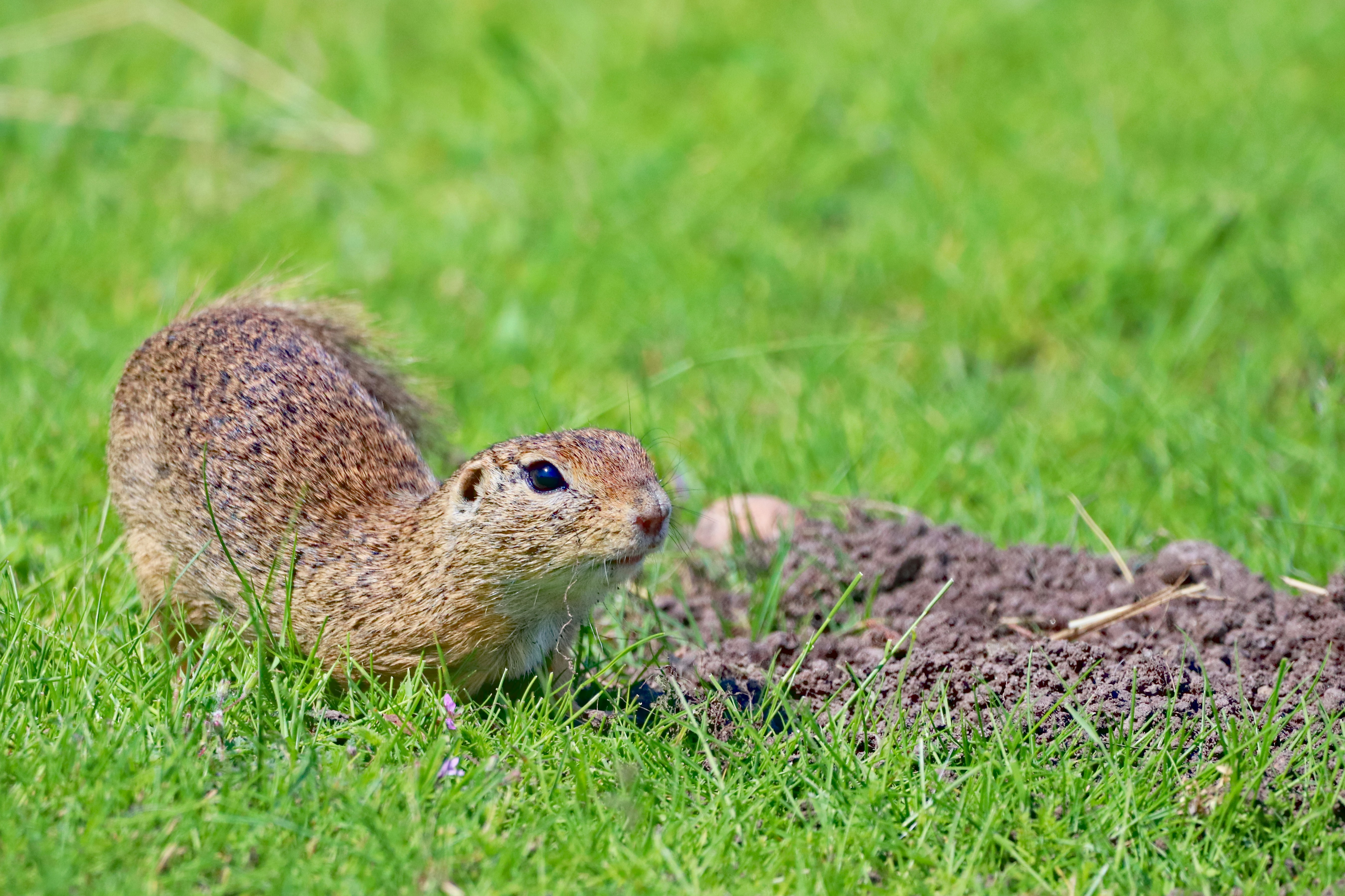 Ground-Level Squirrels: A Quiet Moment in Spring Grass