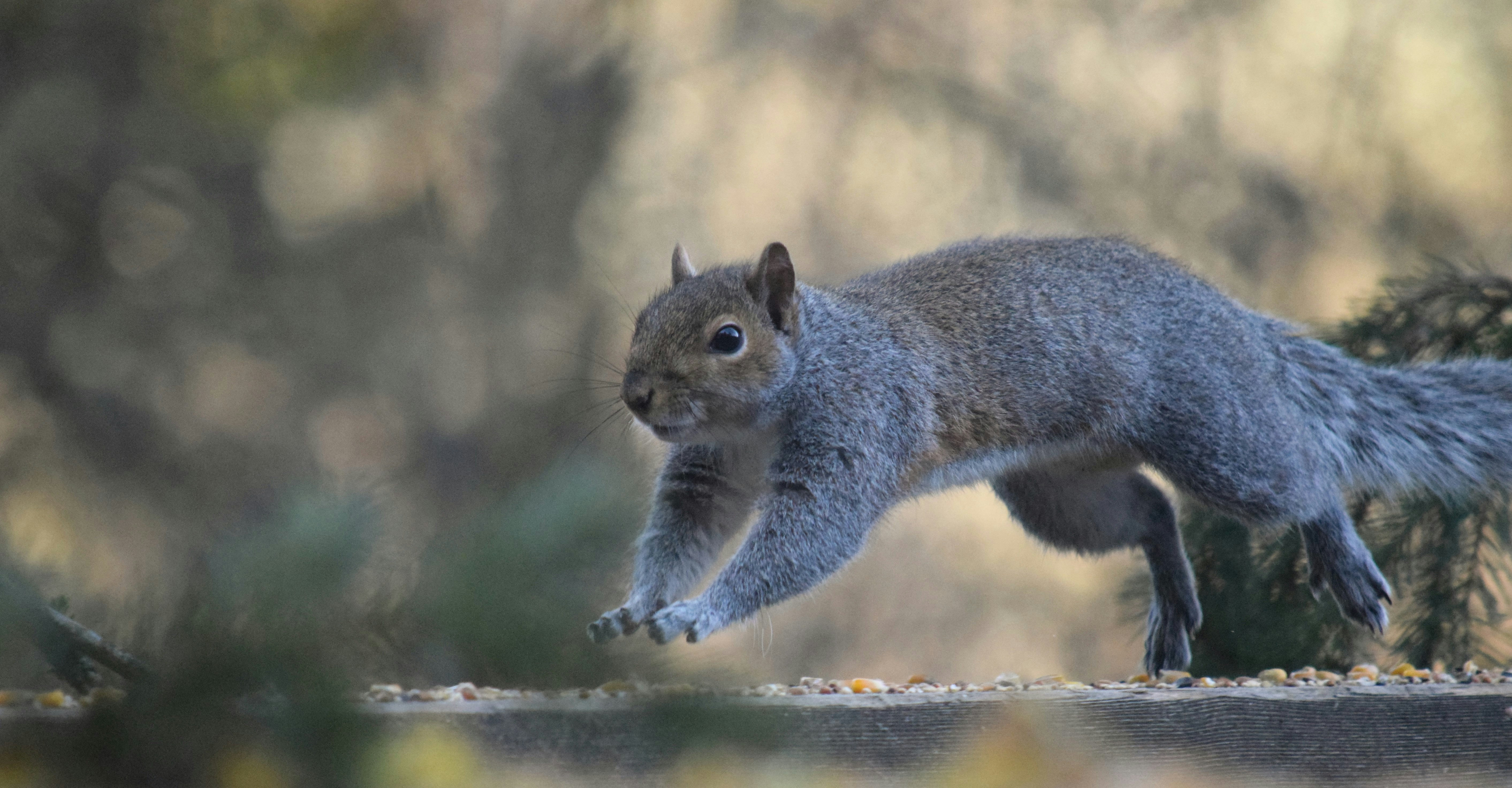 A bold gray squirrel lunges along a sunlit forest edge