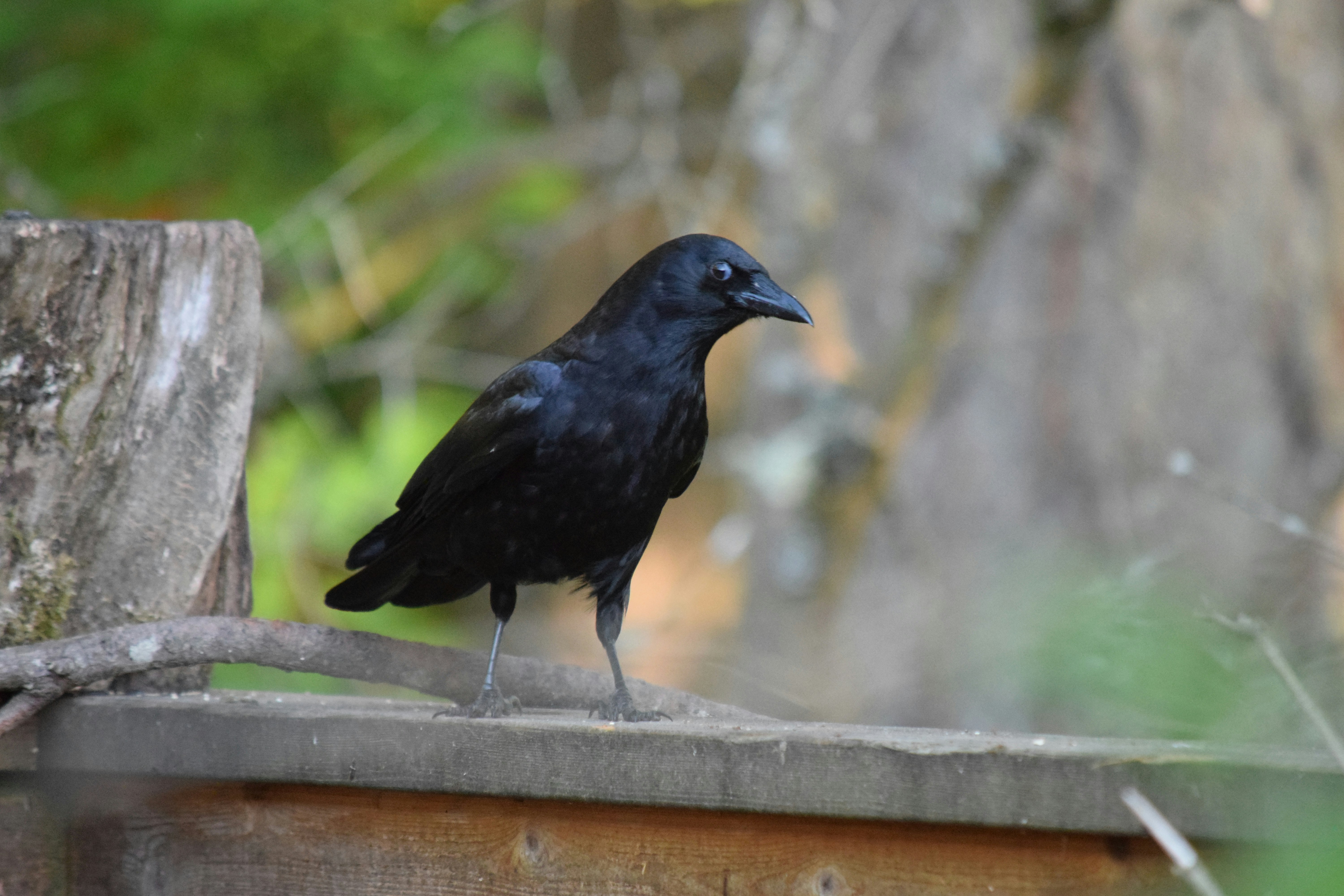 Un oiseau noir assis au sommet d’une clôture en bois photo – Photo ...